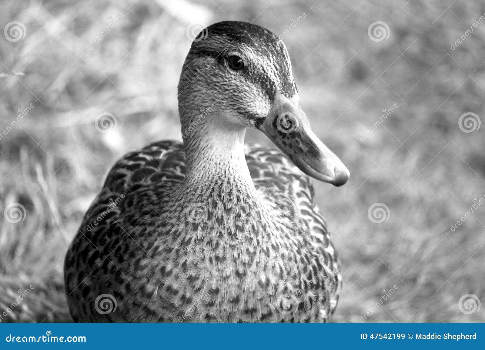 Zwart-witte eend stock afbeelding. Image of kant, zwart - 47542199