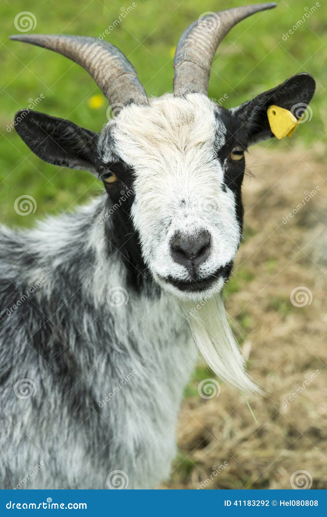 Zwart-witte geit stock foto. Image of geit, bont, leuk - 41183292