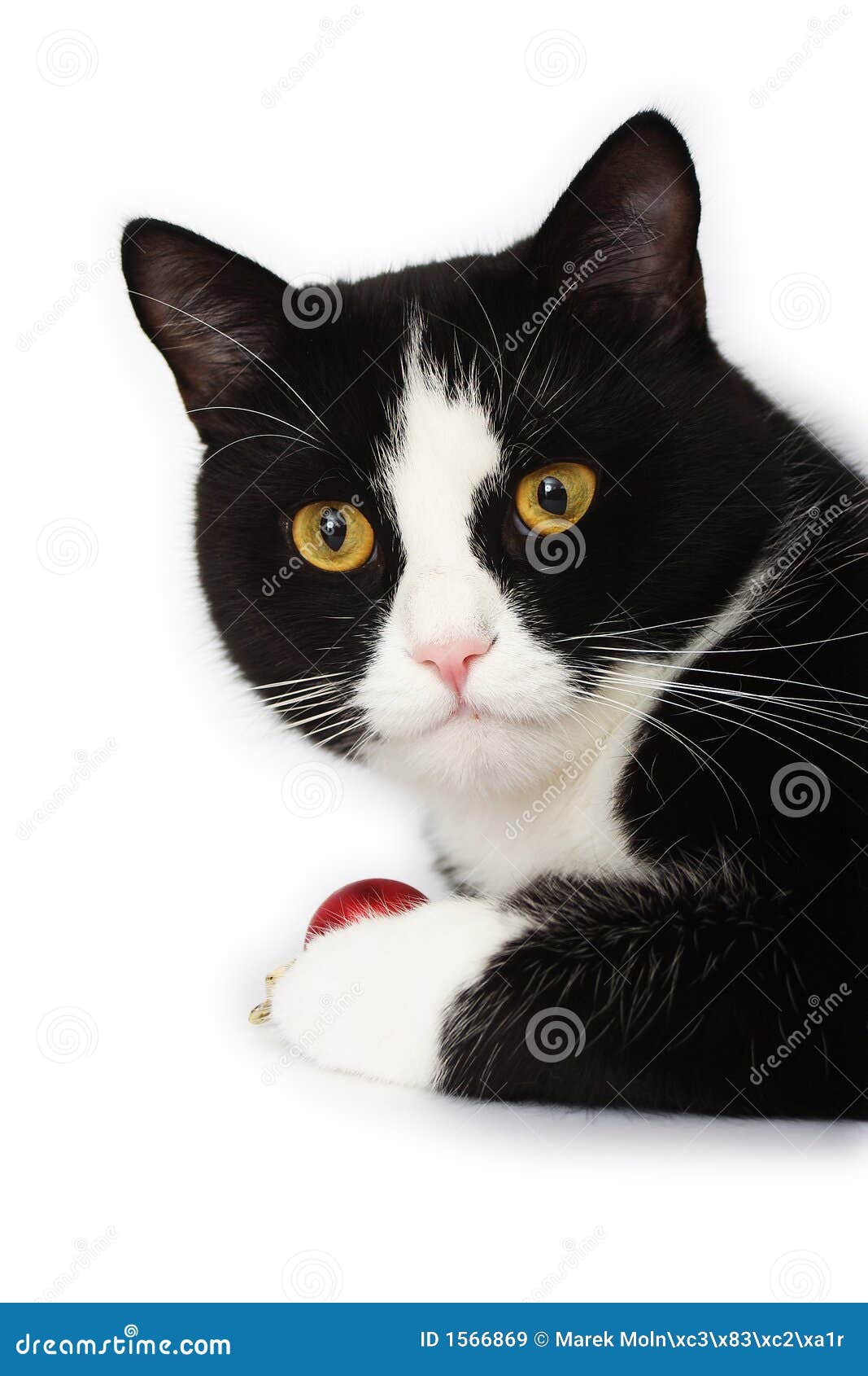 Kat Zwart Wit Bombay (kattenras) Wikipedia