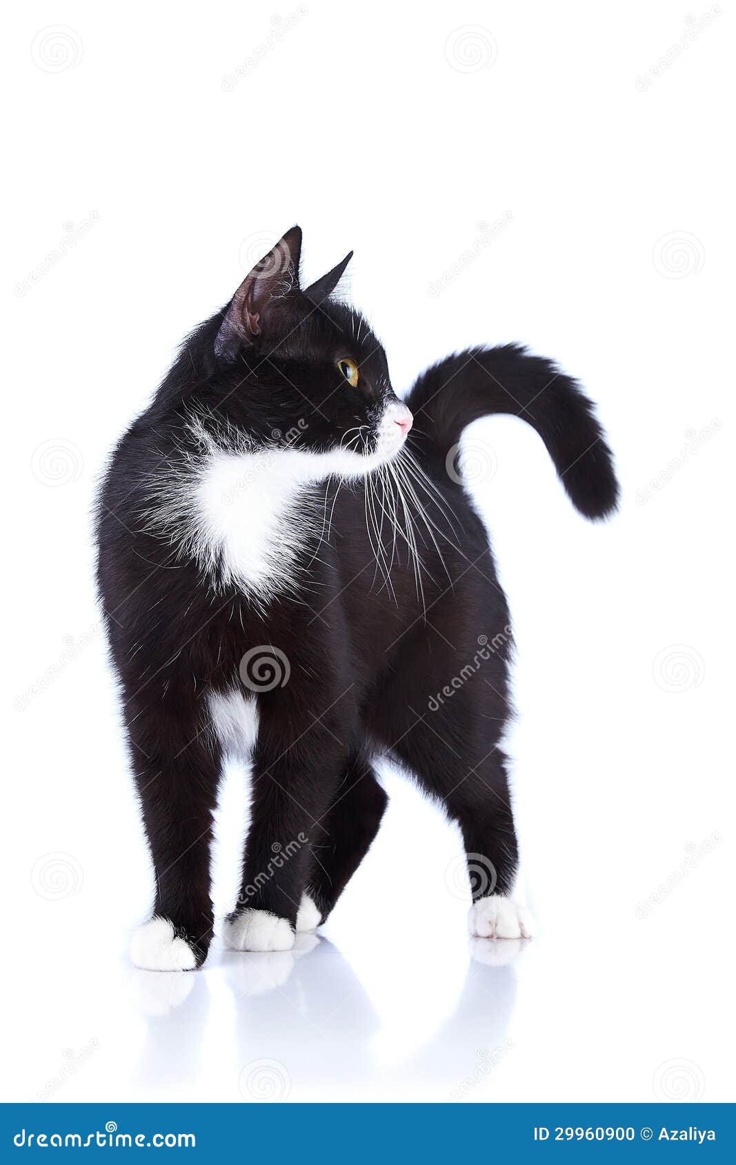 Zwart Witte Kat Achtergrond Tumblr Een Zwart Witte Kat Zit Op Een Boom