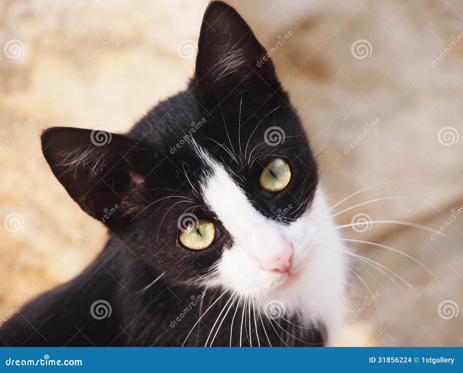 Zwart-witte kat, (27) stock foto. Image of huisdier, zwart - 31856224