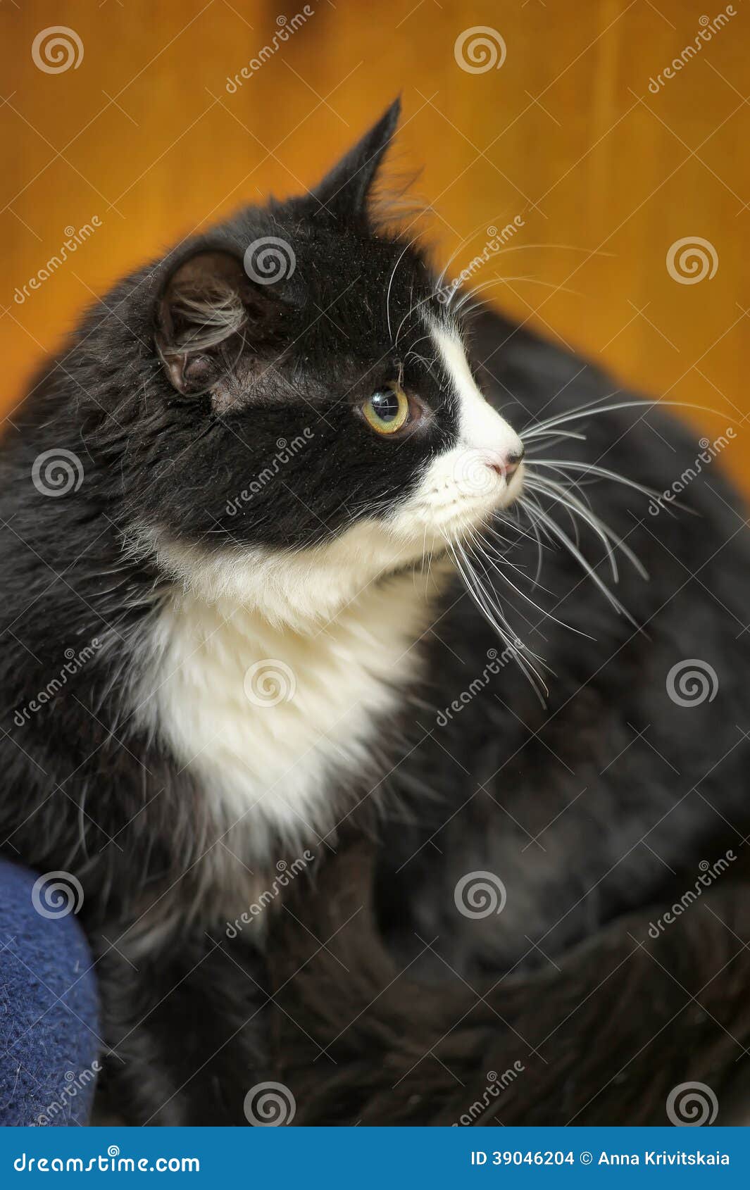Zwart-witte kat stock foto. Image of bont, pluizig, dieren - 39046204