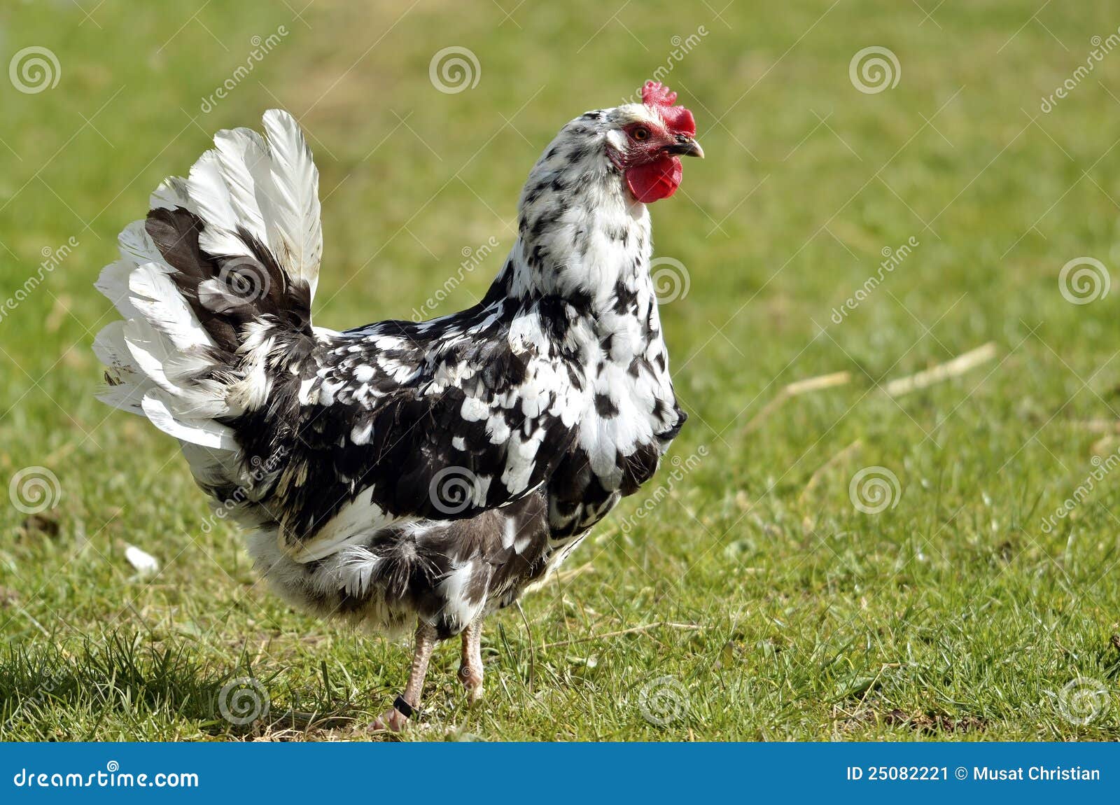 Zwart-witte kip stock afbeelding. Image of prairie, gevederte - 25082221