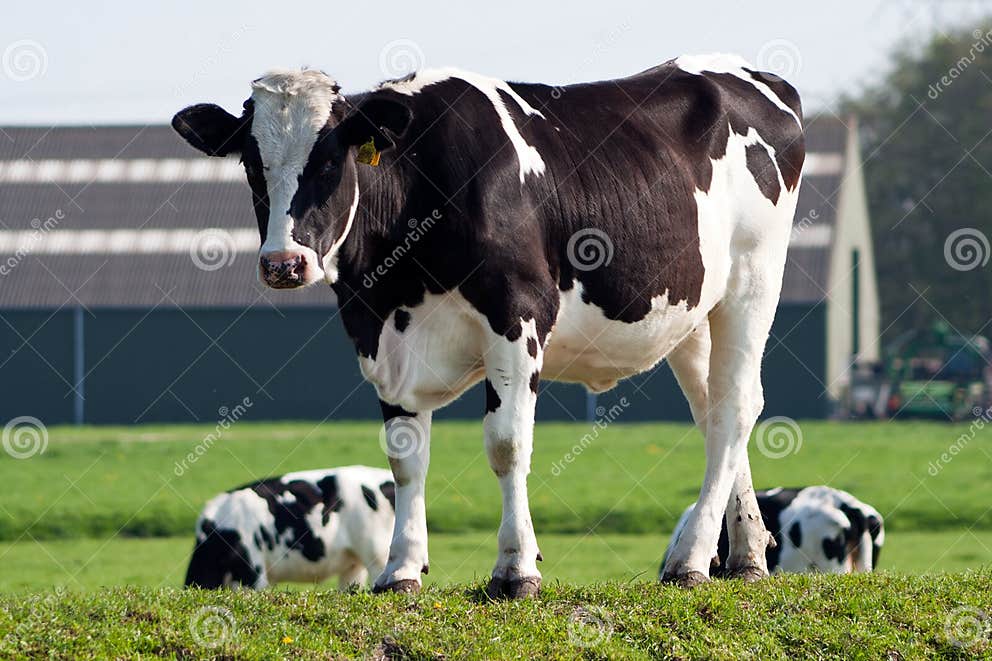 Zwart-witte koe stock afbeelding. Image of buiten, begrazing - 20019041