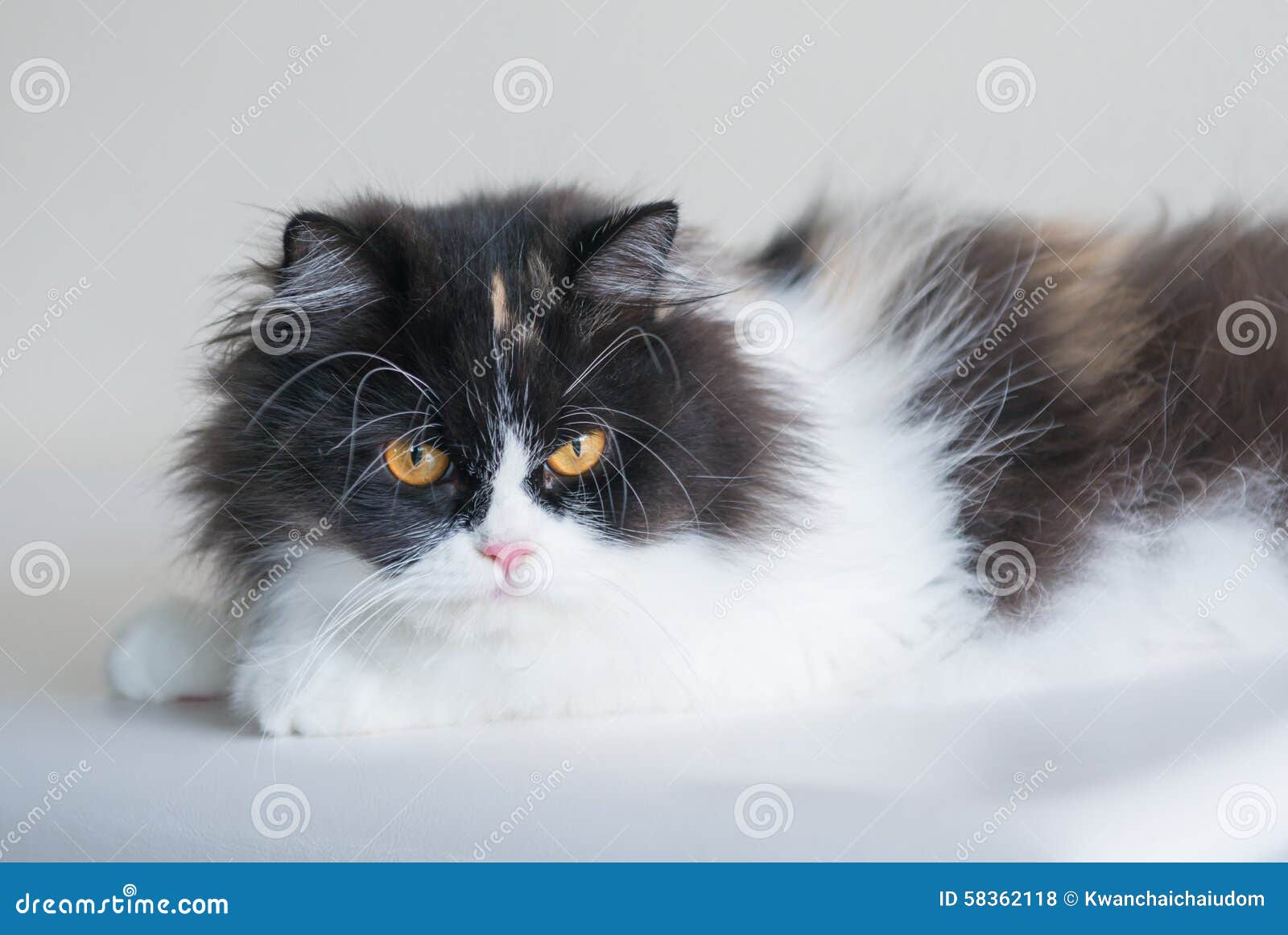 Zwart-witte Perzische kat stock foto. Image of lengte - 58362118