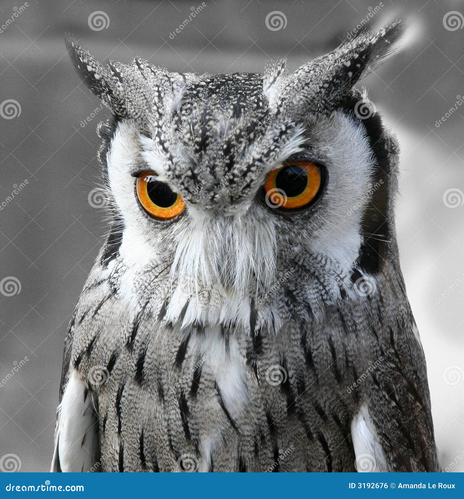 Zwart-witte uil stock foto. Image of geel, ogen, hoofd - 3192676