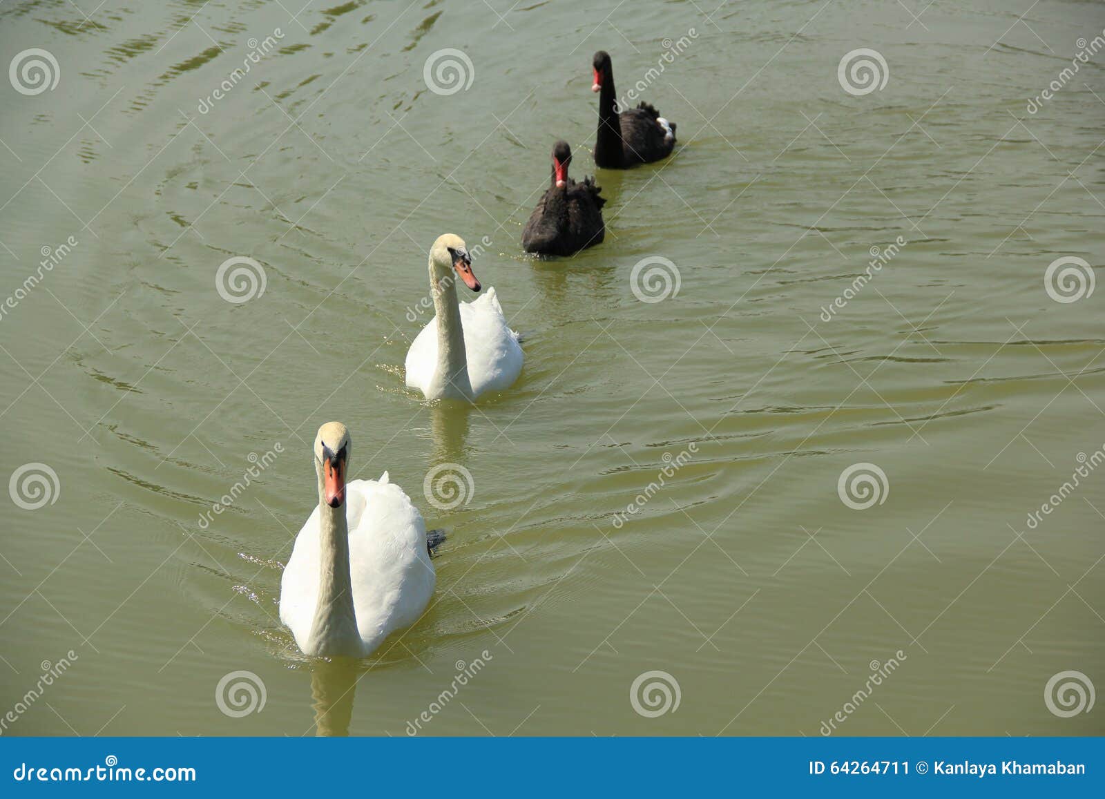 Zwart-witte Zwanen stock afbeelding. Image of liefde - 64264711