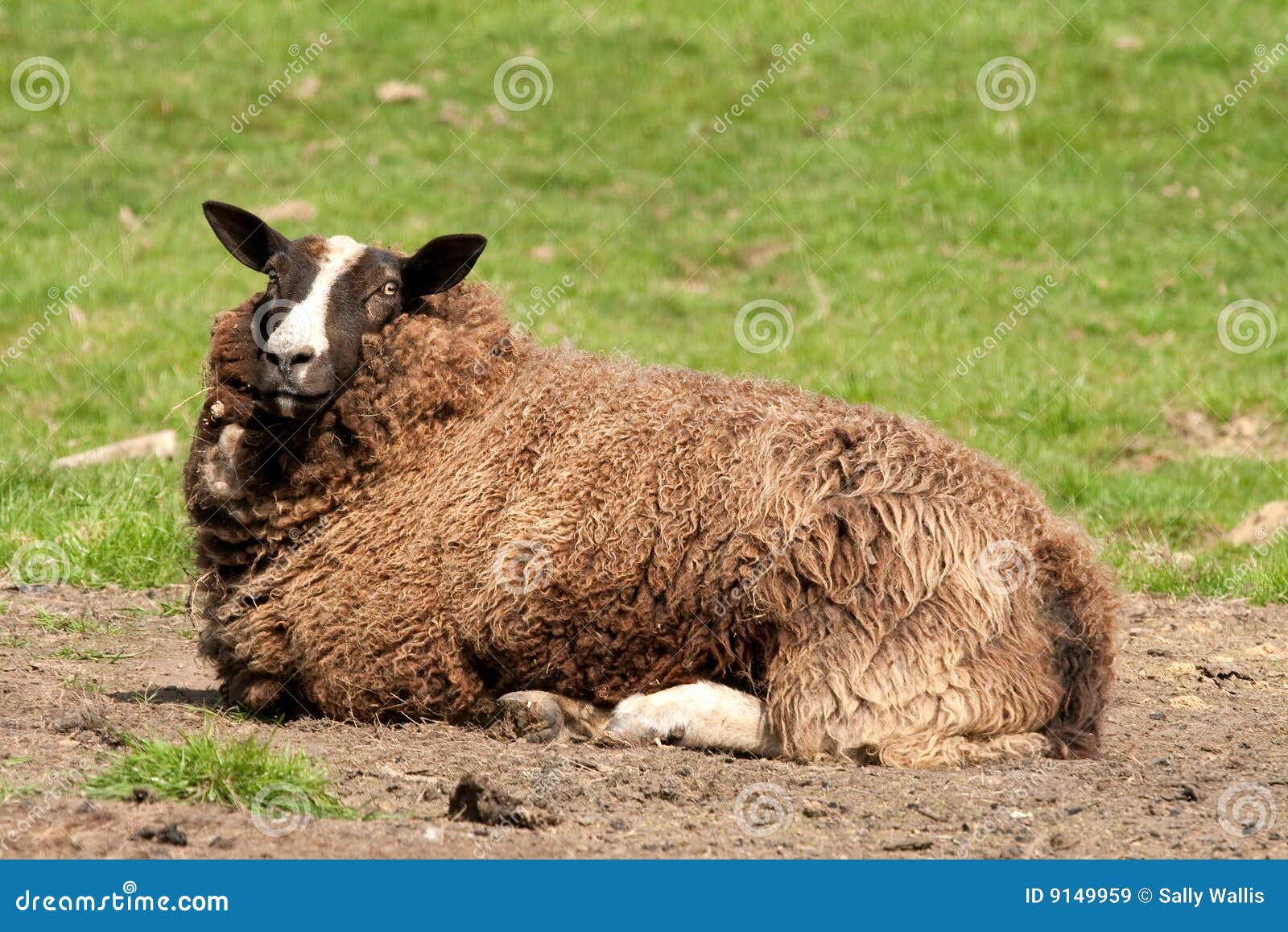 Zwartbles ewe resting stock image. Image of mother, fleece - 9149959