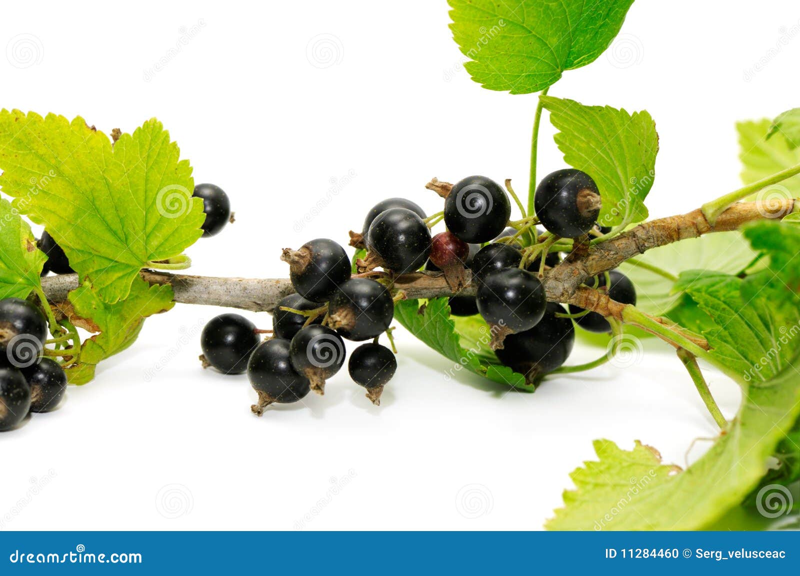 Zwarte bes stock foto. Image of achtergrond, blad, sappig - 11284460