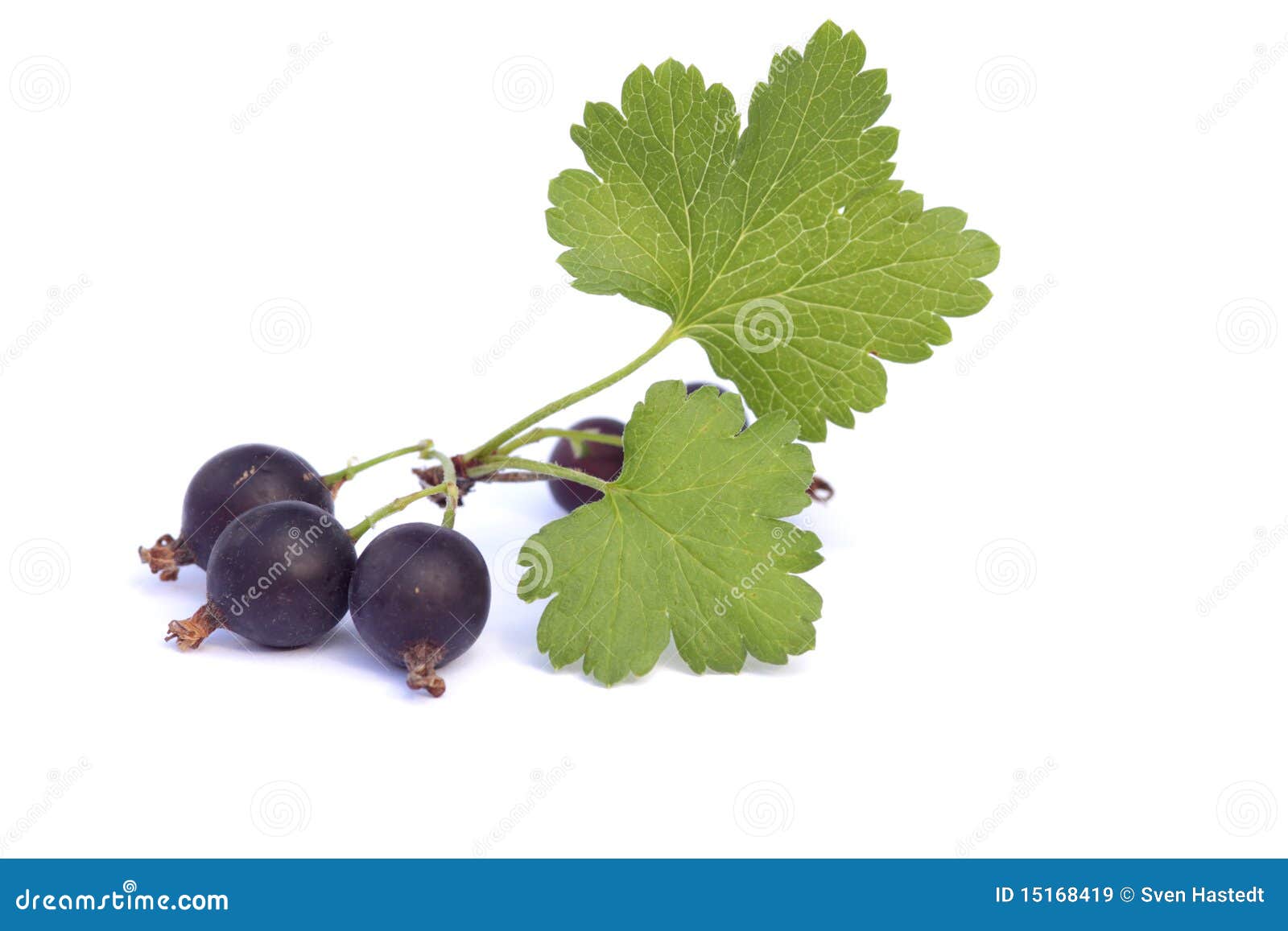 Zwarte bes stock afbeelding. Image of fruitig, bessen - 15168419