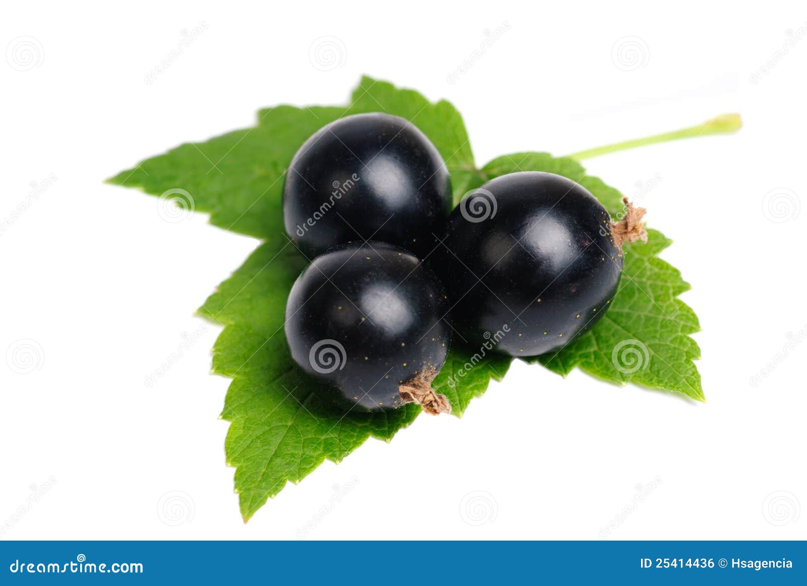 Zwarte bes met bladeren stock foto. Image of heerlijk - 25414436