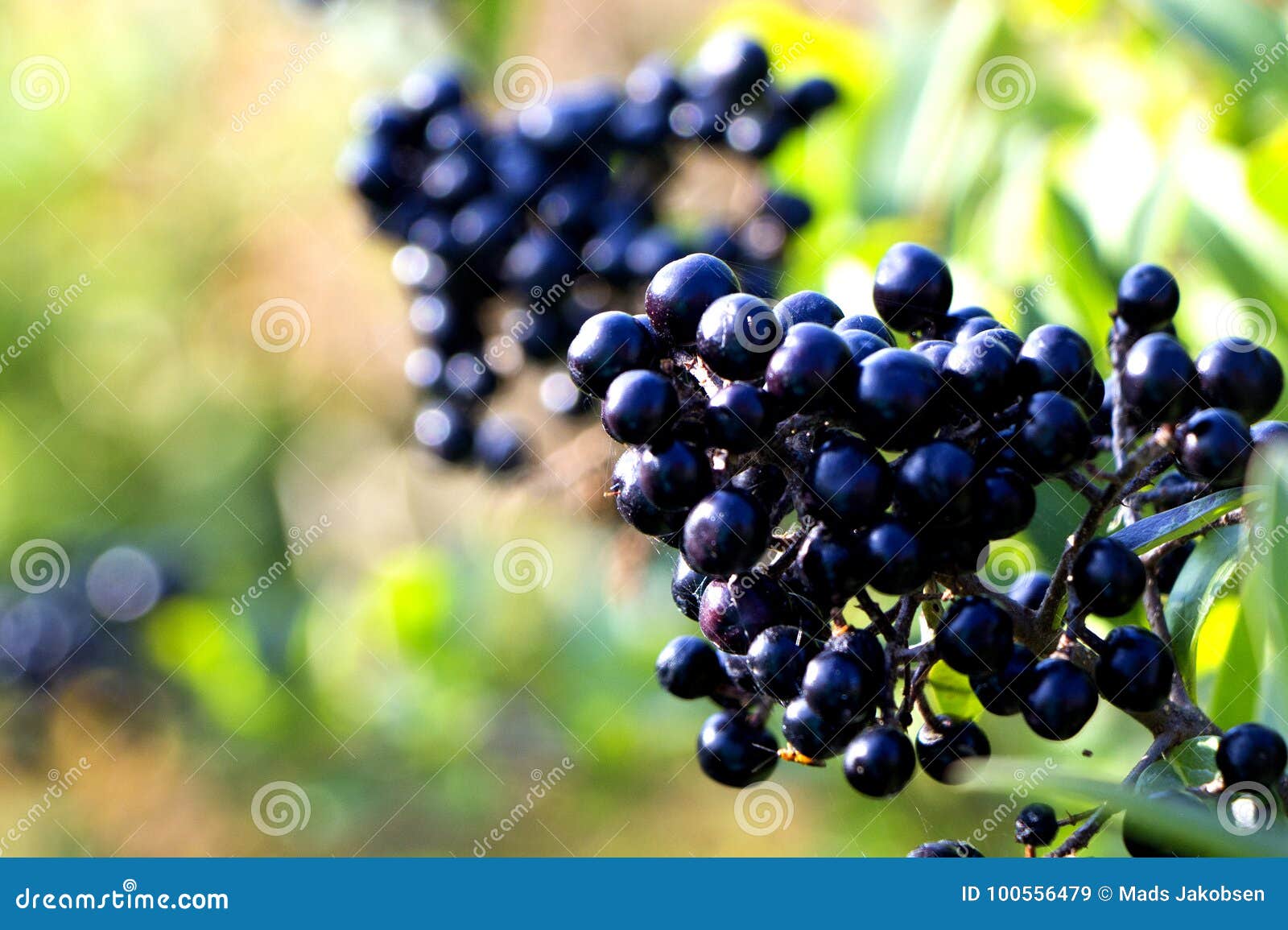 Zwarte Bessen stock afbeelding. Image of voorwerp, organisch - 100556479