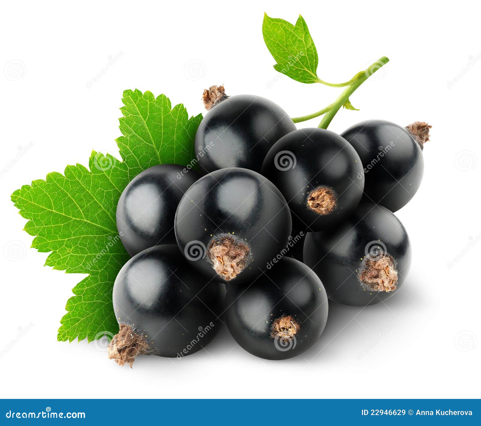 Zwarte bessen stock afbeelding. Image of element, vrucht - 22946629