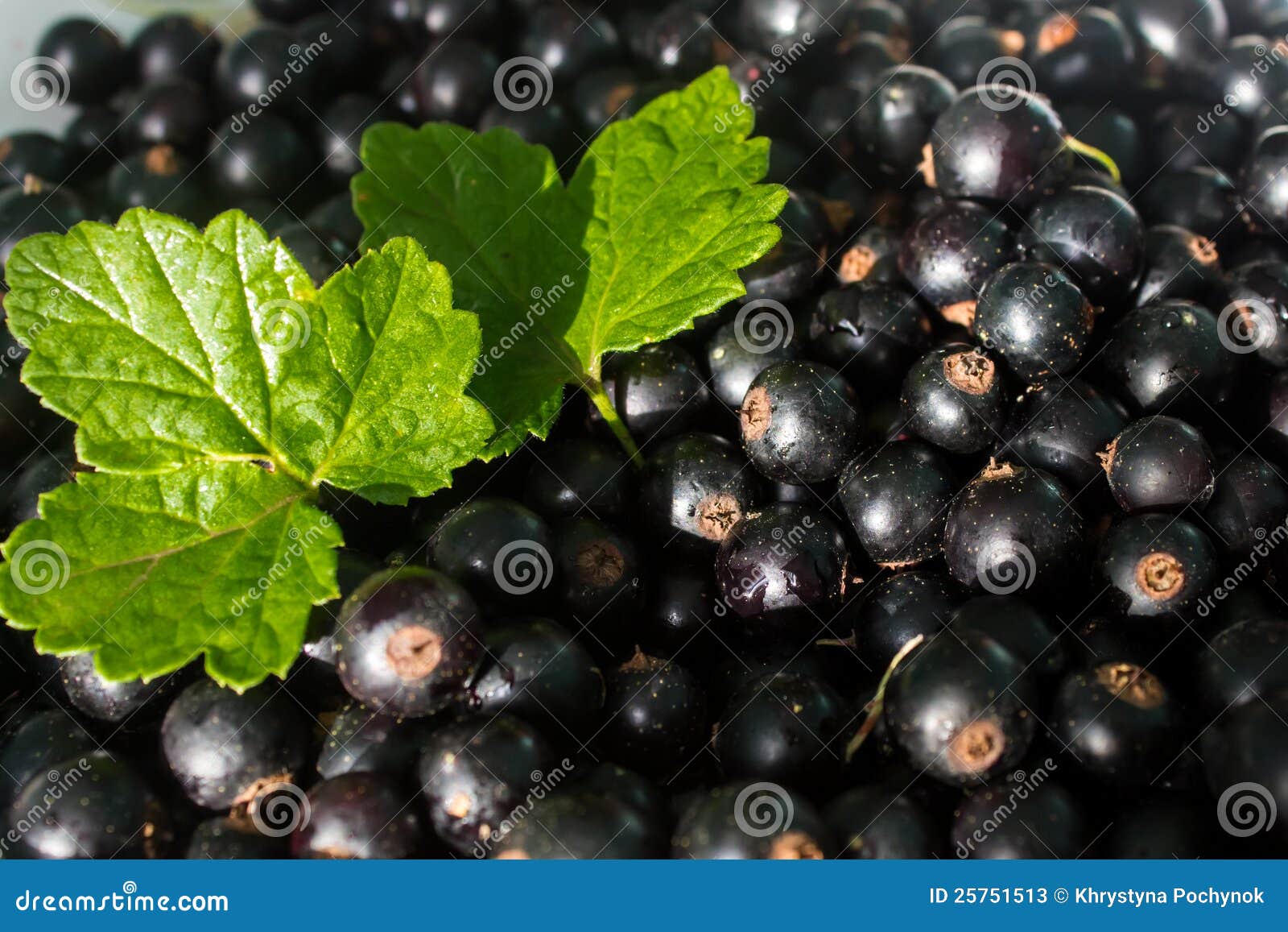 Zwarte bessen stock afbeelding. Image of verfrissing - 25751513