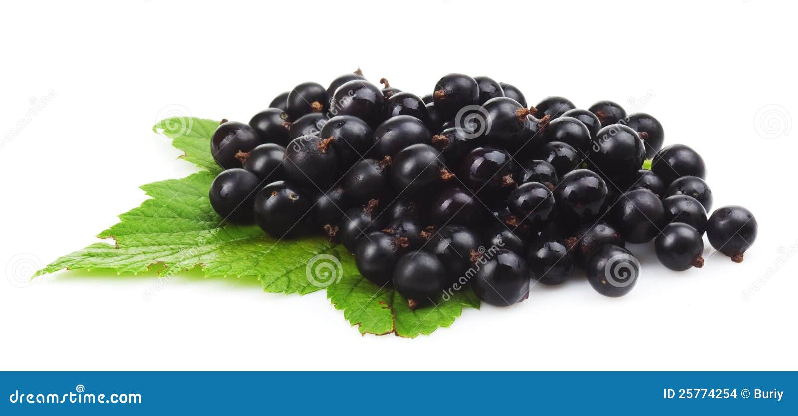 Zwarte bessen stock foto. Image of installatie, geïsoleerd - 25774254