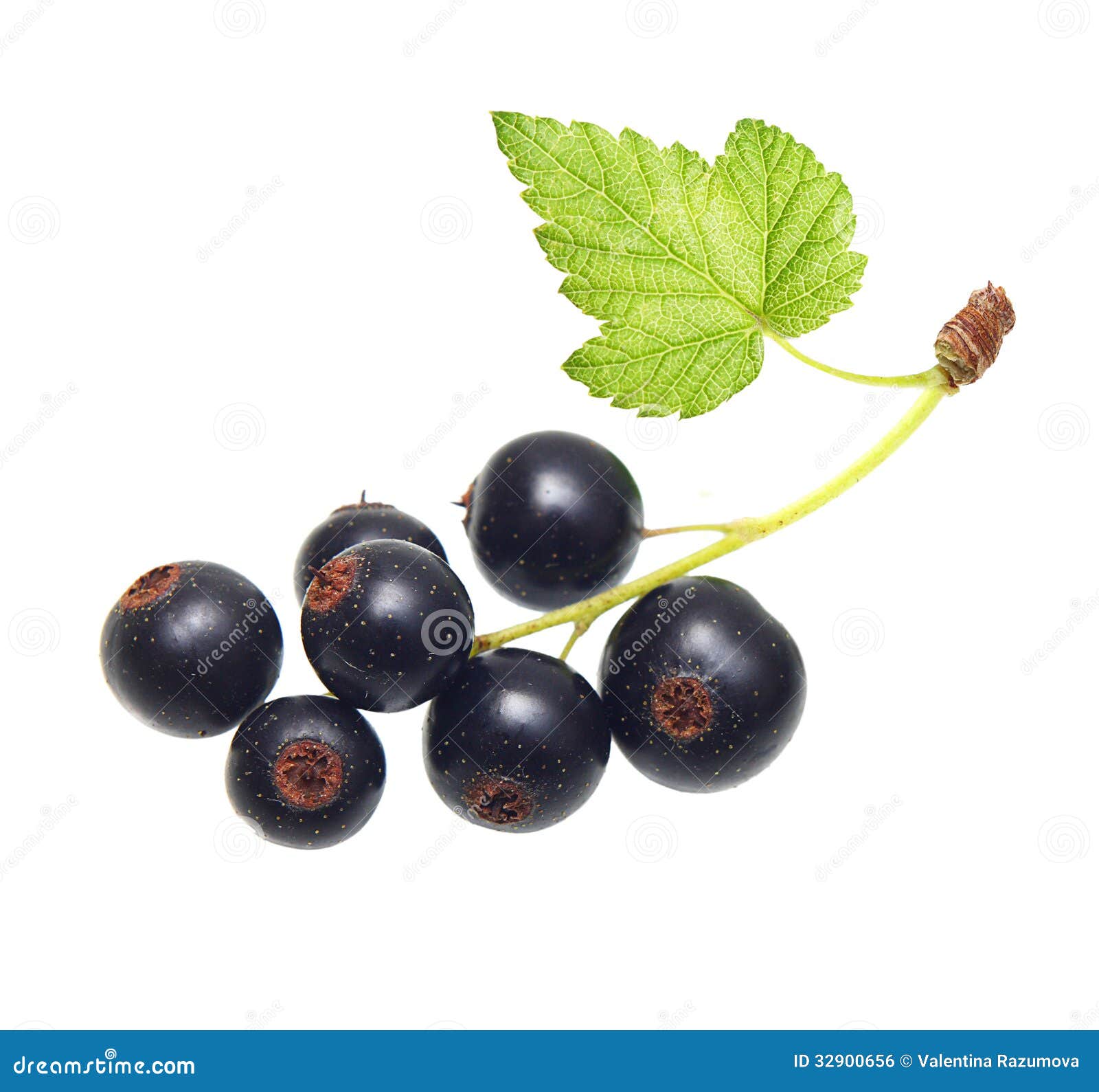 Zwarte bessen stock foto. Image of voedsel, blad, mooi - 32900656