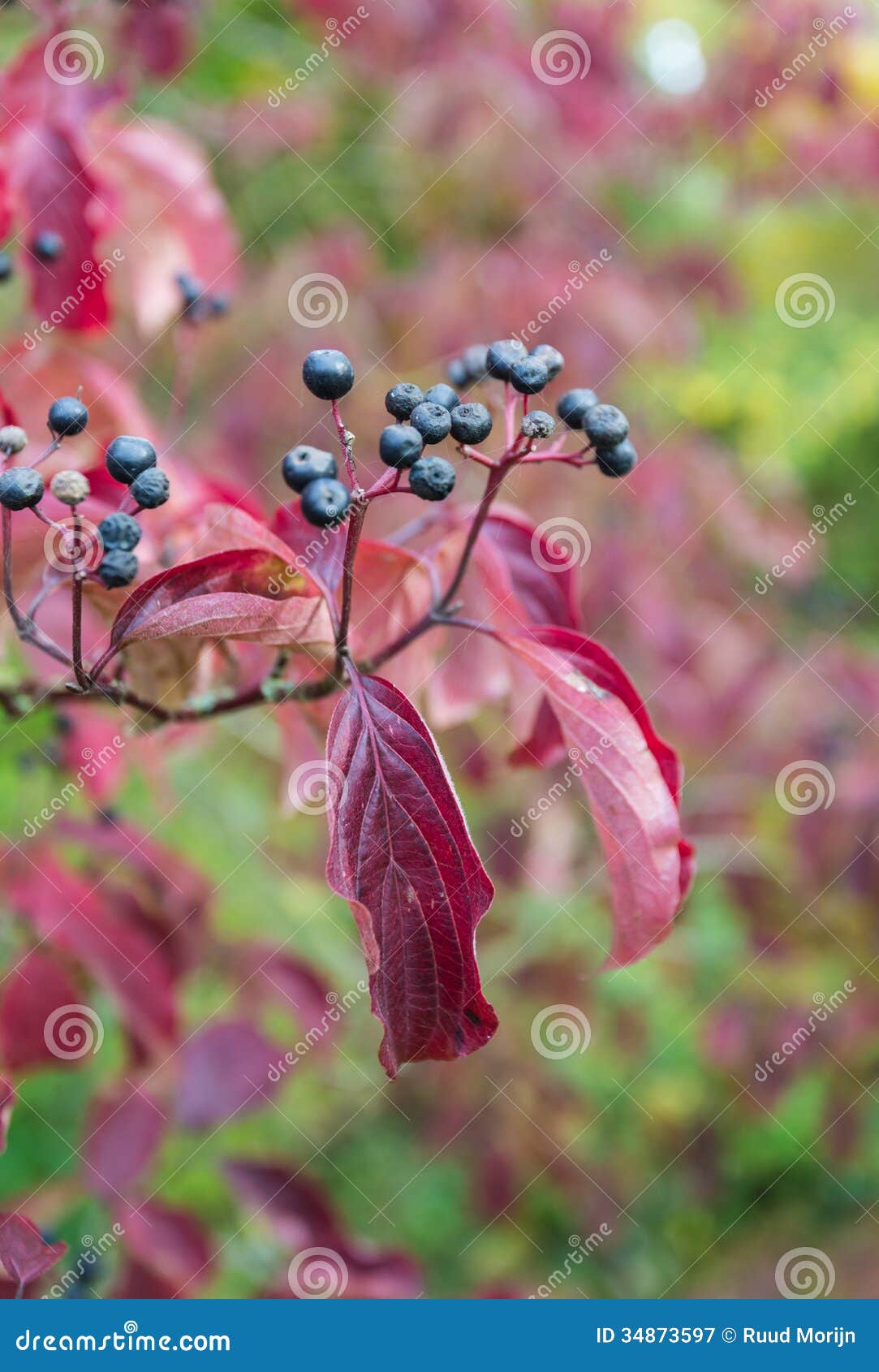 Zwarte Bessen En Rode Bladeren in De Herfst Stock Afbeelding - Image of ...