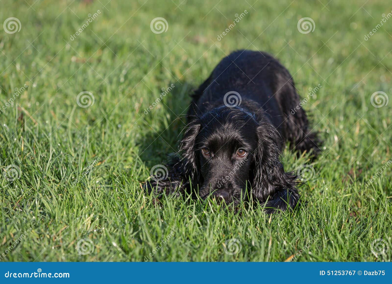 Zwarte cocker-spaniël stock afbeelding. Image of snel - 51253767
