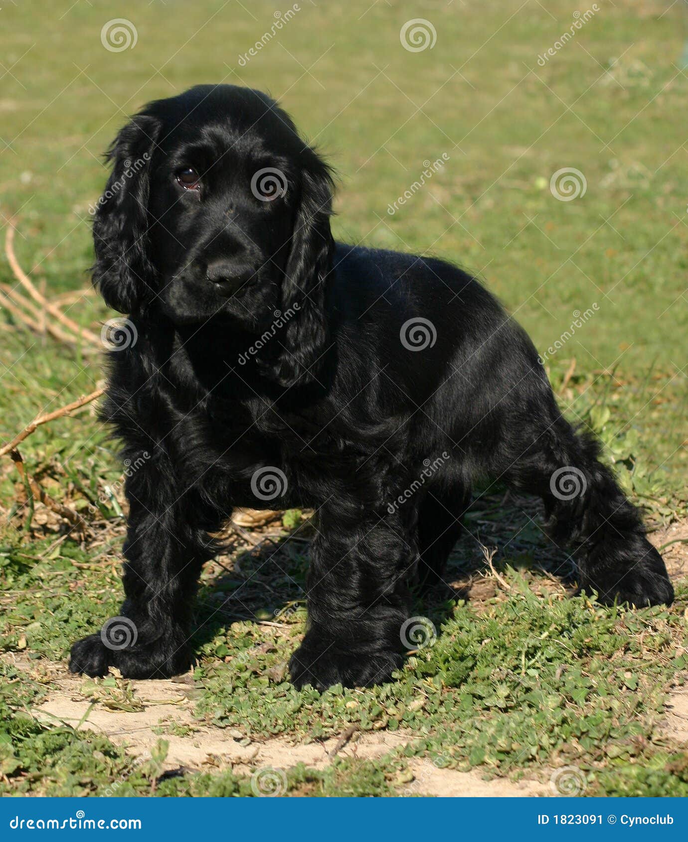 Zwarte Cocker Van Het Puppyspaniel Stock Afbeelding - Image of zoogdier ...