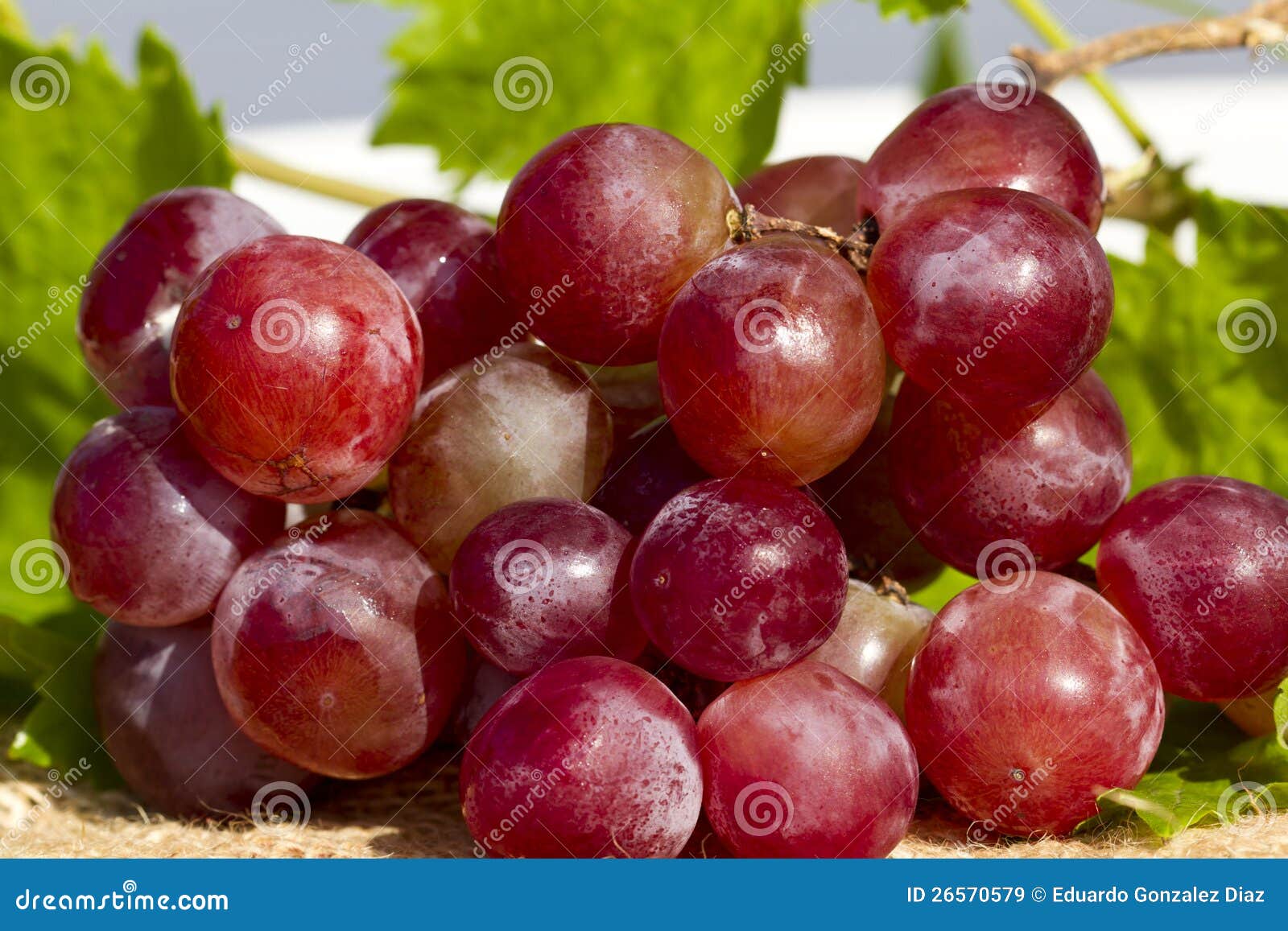 Zwarte druiven stock afbeelding. Image of zuur, vrucht - 26570579