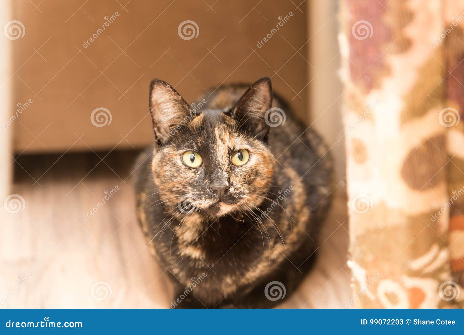 Zwarte En Bruine Kat Met Gele Ogen Stock Afbeelding - Image of zwart ...