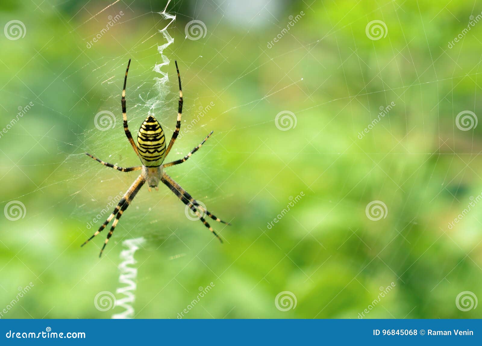 Zwarte En Gele Gestreepte Spin Op Het Web Stock Foto - Image of ...