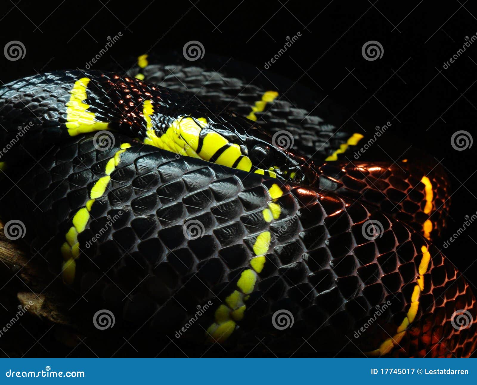 Zwarte en Gele Slang stock afbeelding. Image of glijden - 17745017