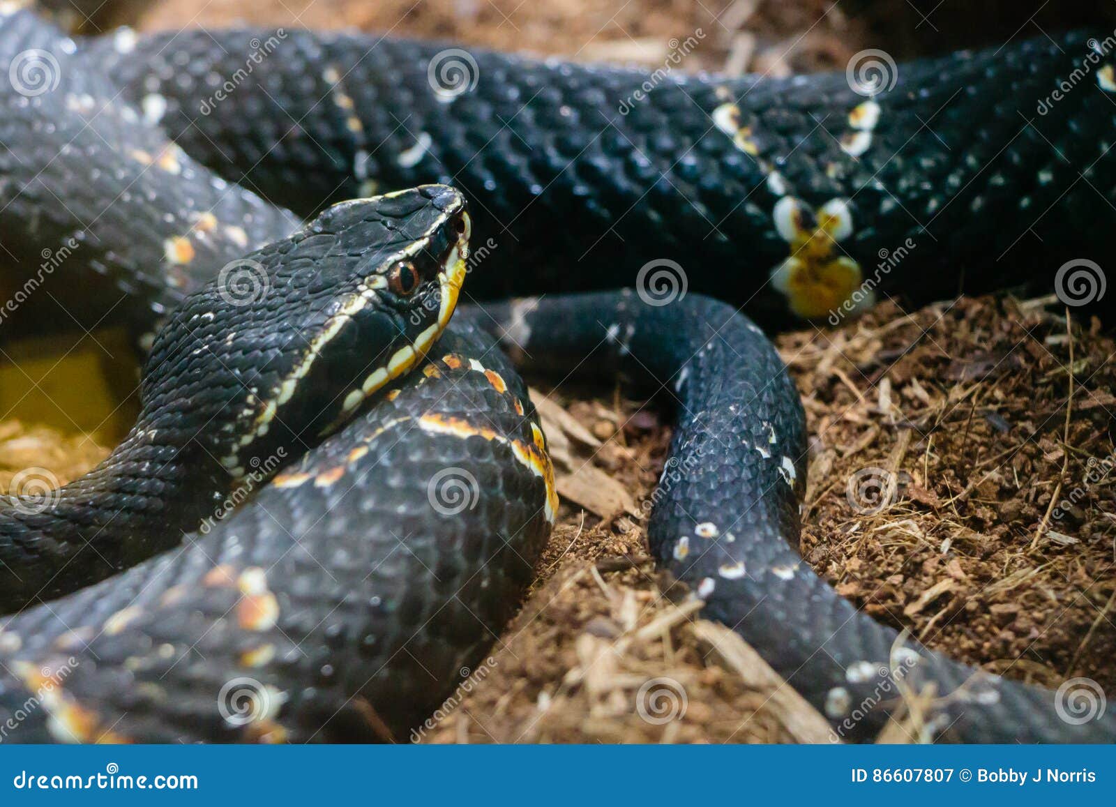 Zwarte en Gele Slang stock afbeelding. Image of adder - 86607807