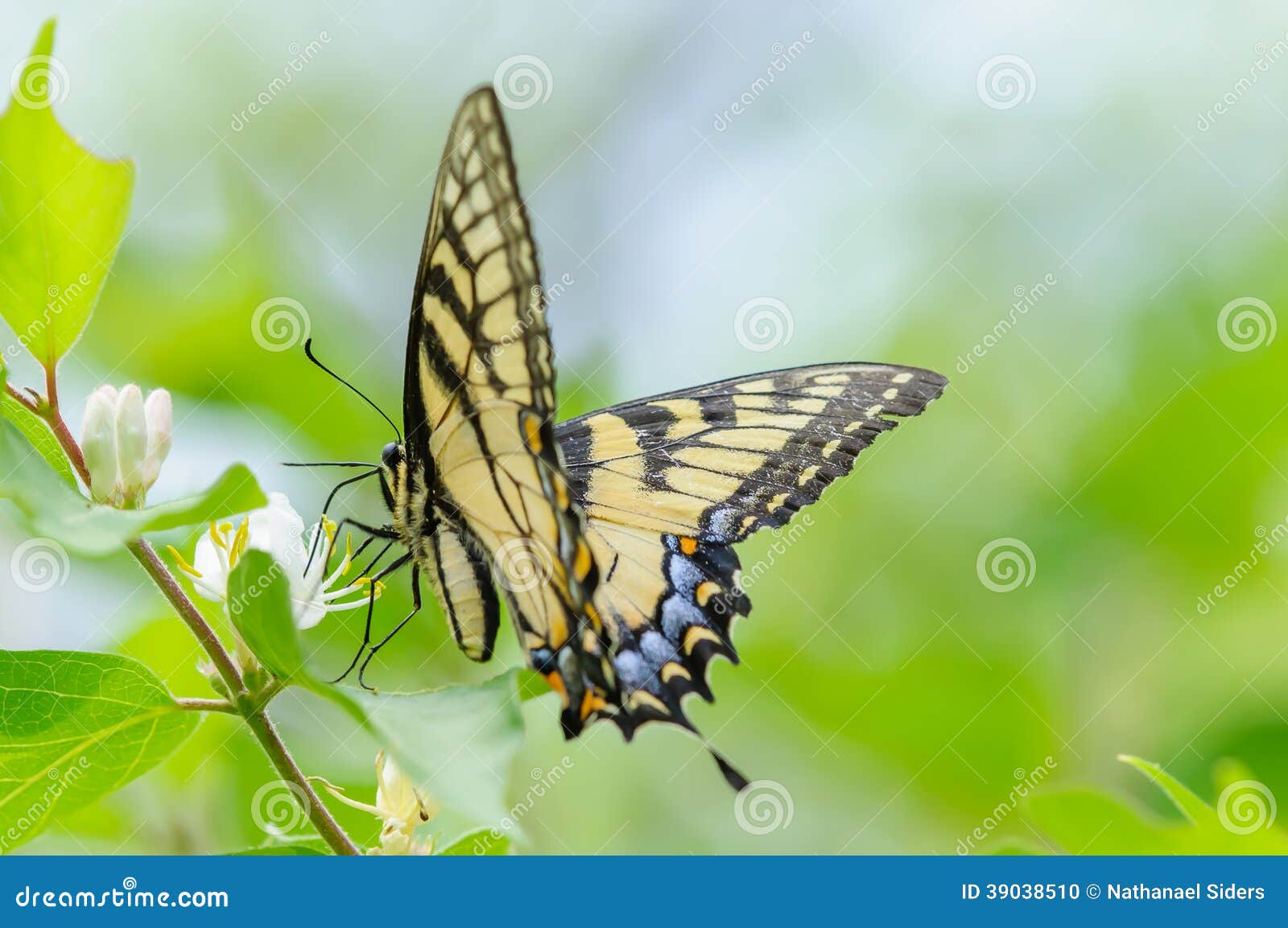 Zwarte en Gele Vlinder stock foto. Image of goed, flora - 39038510