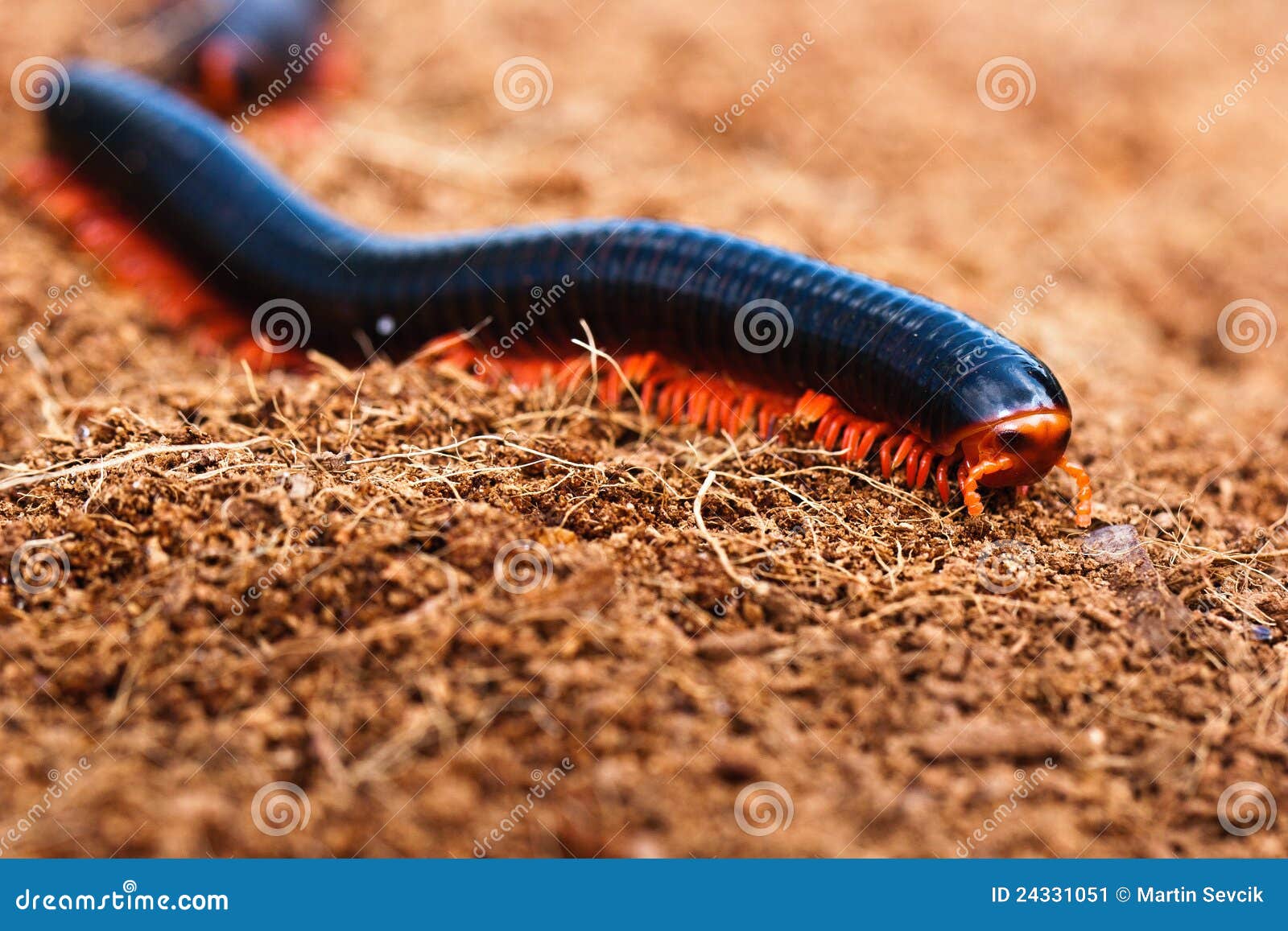 Zwarte en rode duizendpoot stock afbeelding. Image of insect - 24331051