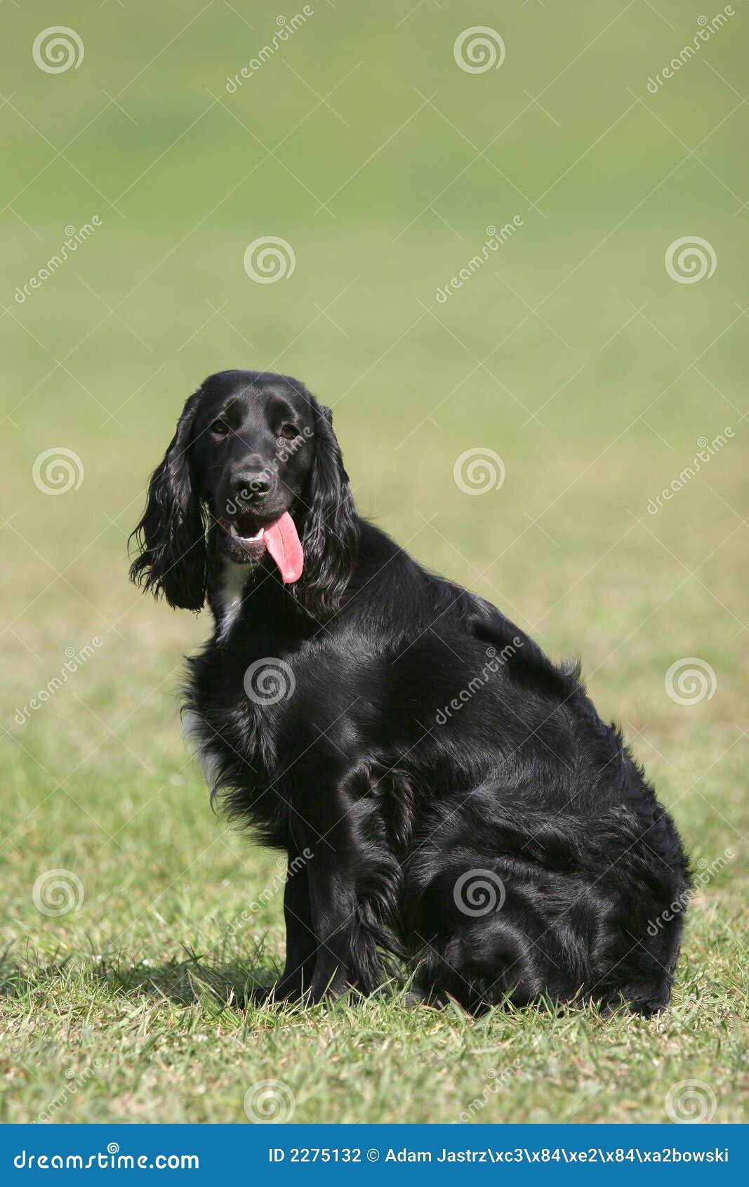 Zwarte Engelse Cocker-spaniël Stock Foto - Image of hond, engels: 2275132