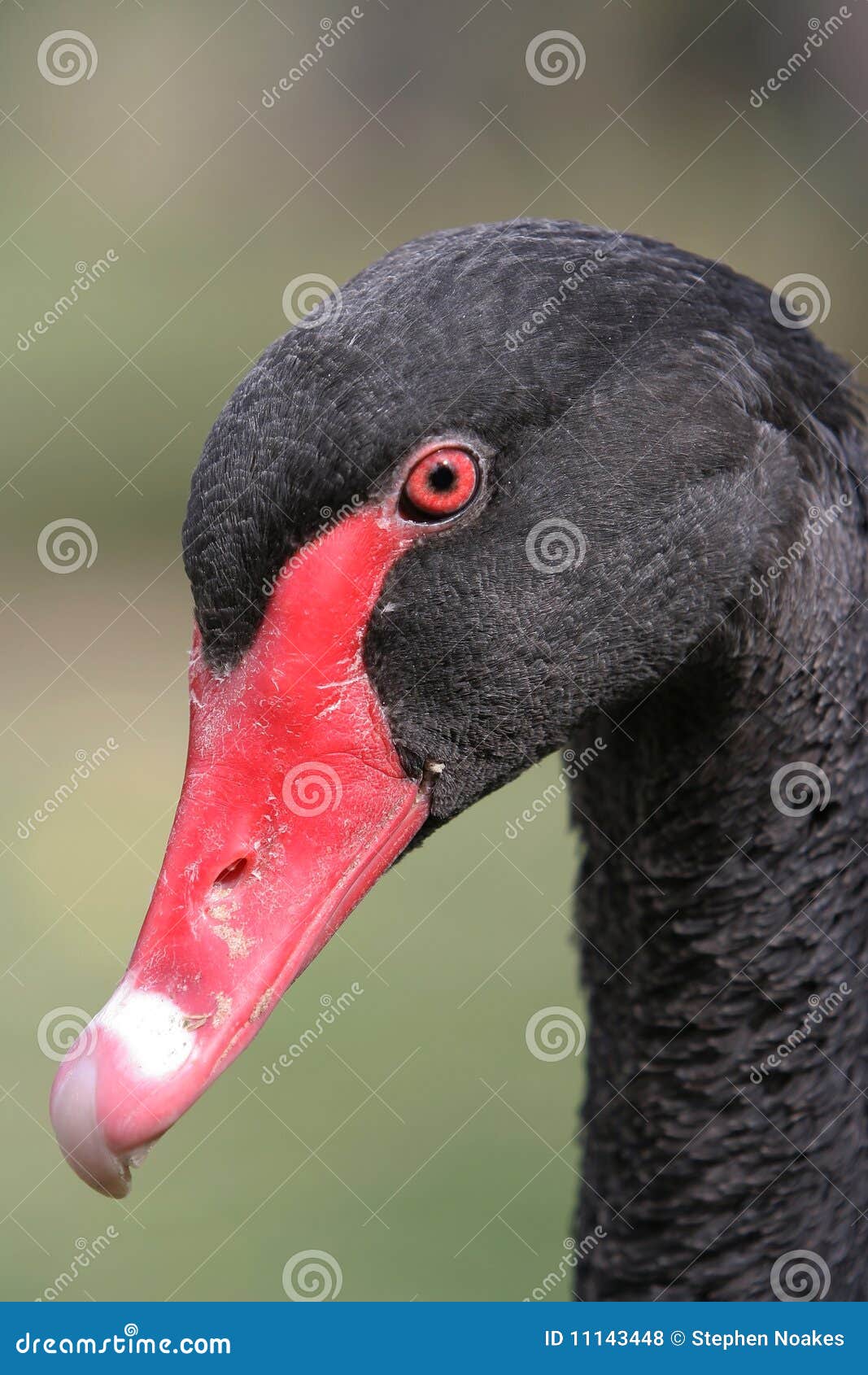 Zwarte Gans stock foto. Image of veer, kijk, geacclimatiseerd - 11143448
