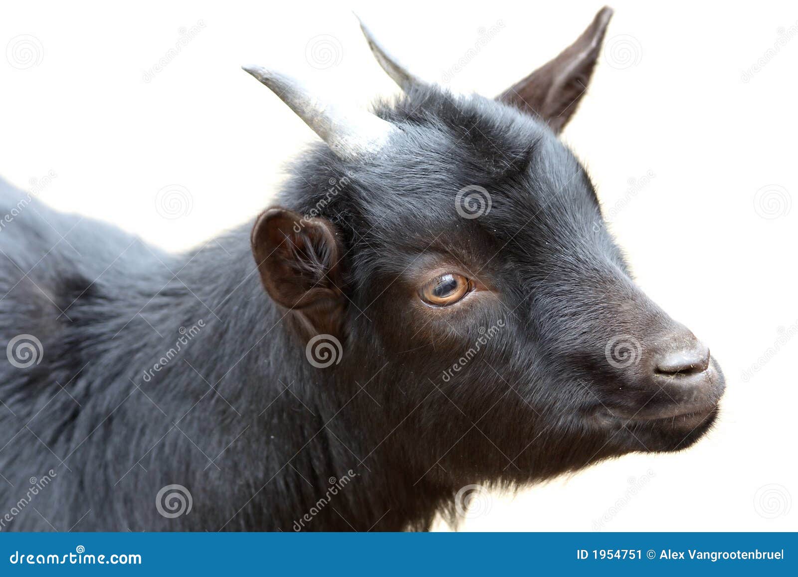 Zwarte geit stock afbeelding. Image of geit, huisdier - 1954751