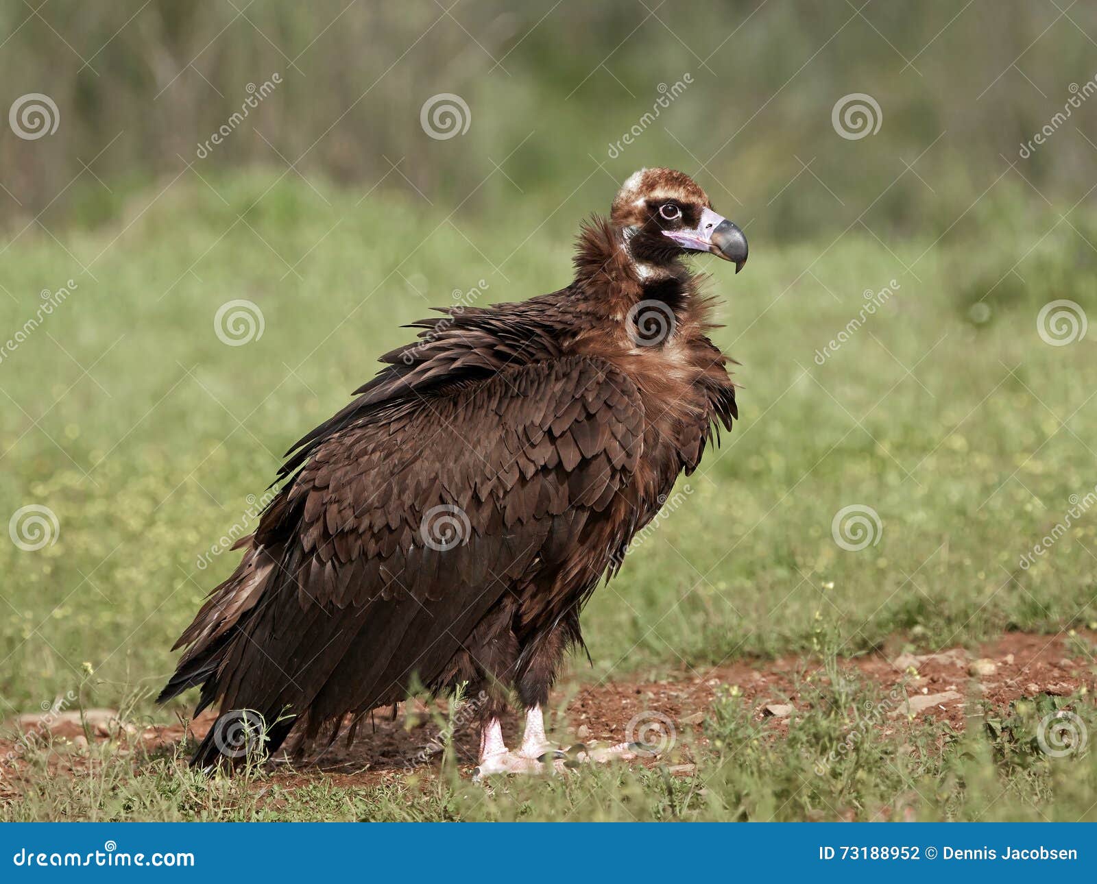 Zwarte Gier (monachus Aegypius) Stock Foto - Image of aaseter, zwart ...