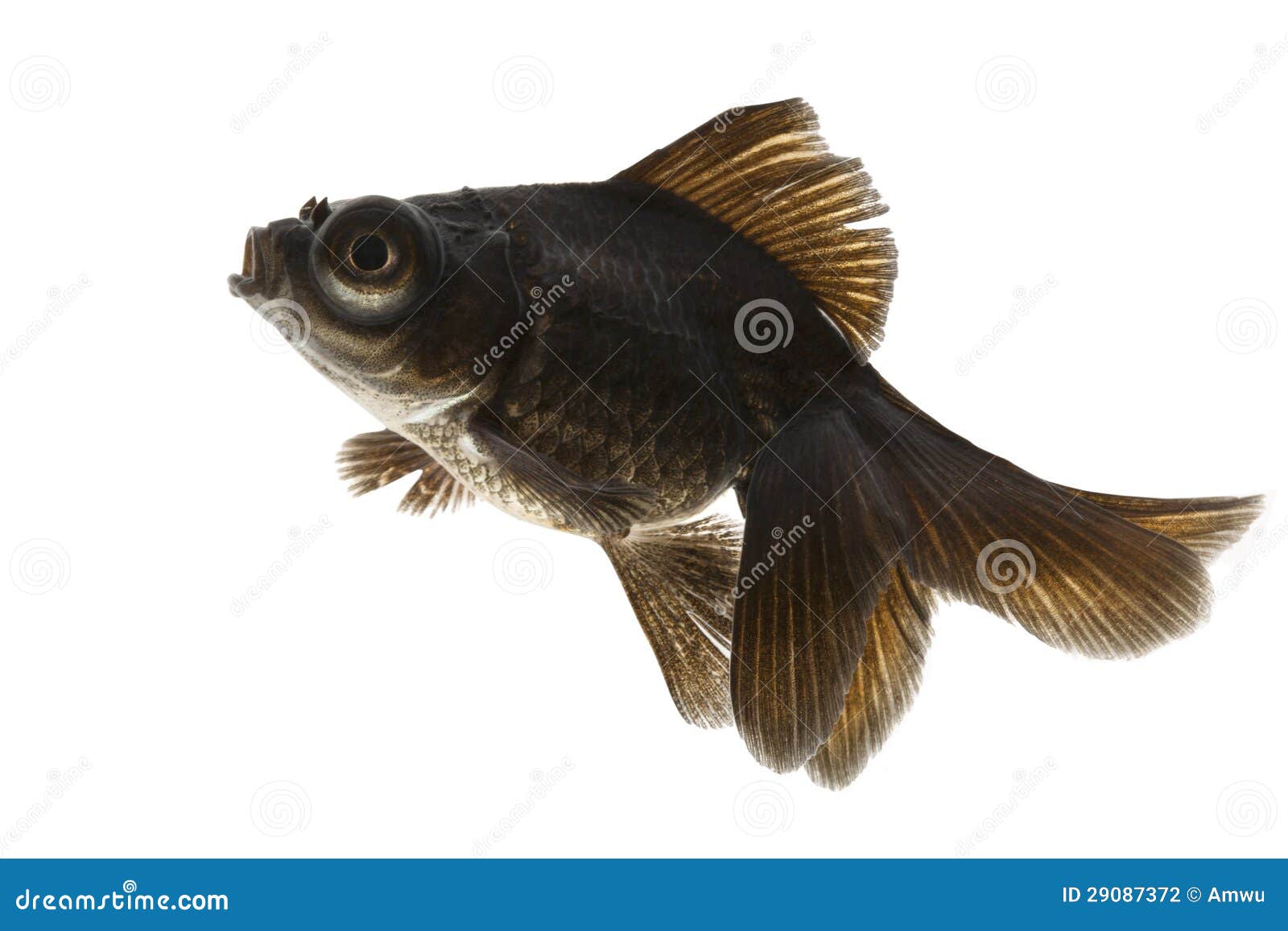 Zwarte Goudvis stock foto. Image of exemplaar, dier, huisdier - 29087372