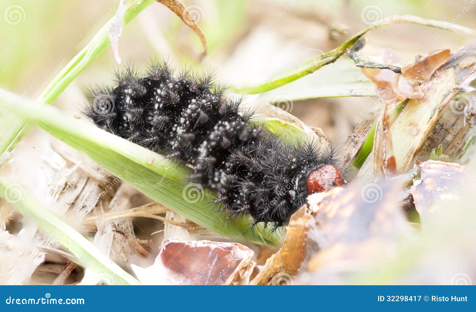 Zwarte Harige Larve of Rupsband Stock Afbeelding - Image of macro ...