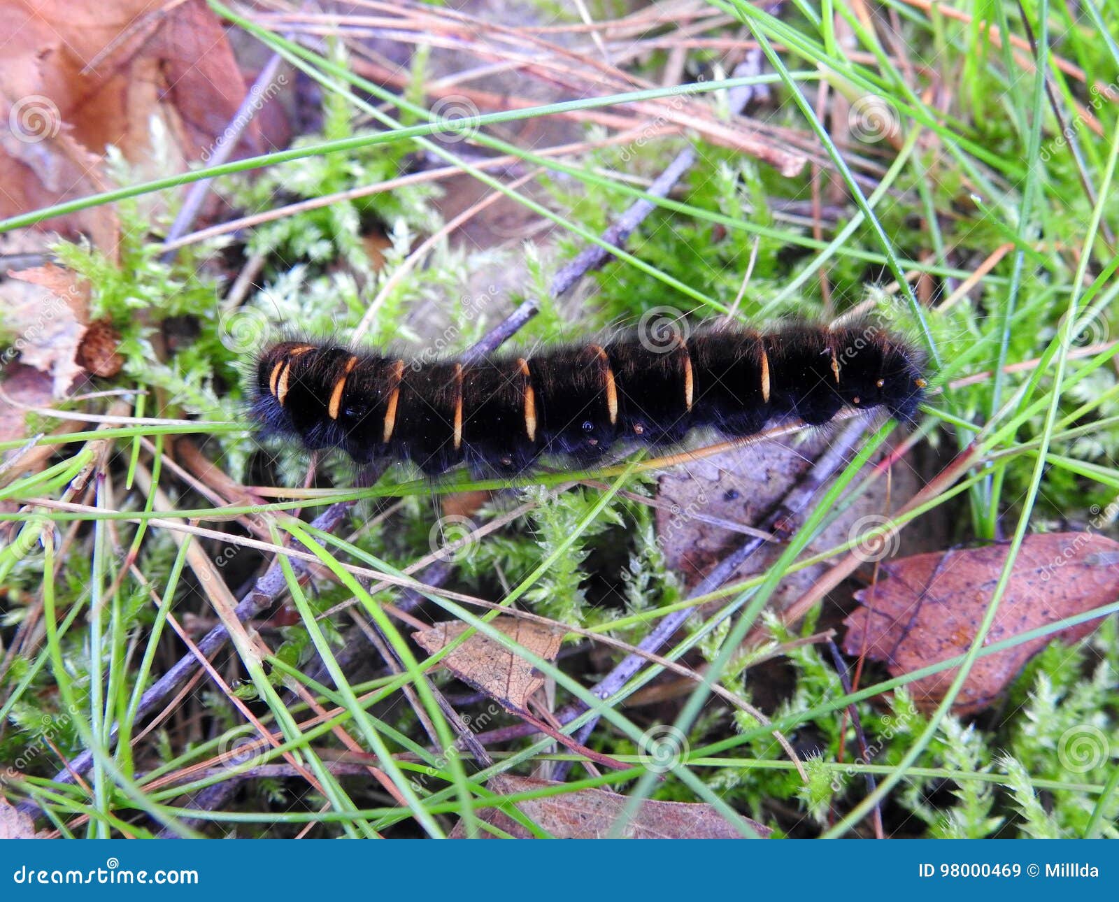 Zwarte Harige Rupsband, Litouwen Stock Afbeelding - Image of zacht ...