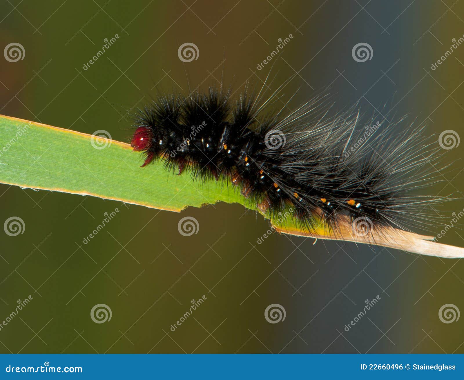 Zwarte Harige Rupsband Met Rood Hoofd Stock Foto - Image of insect ...