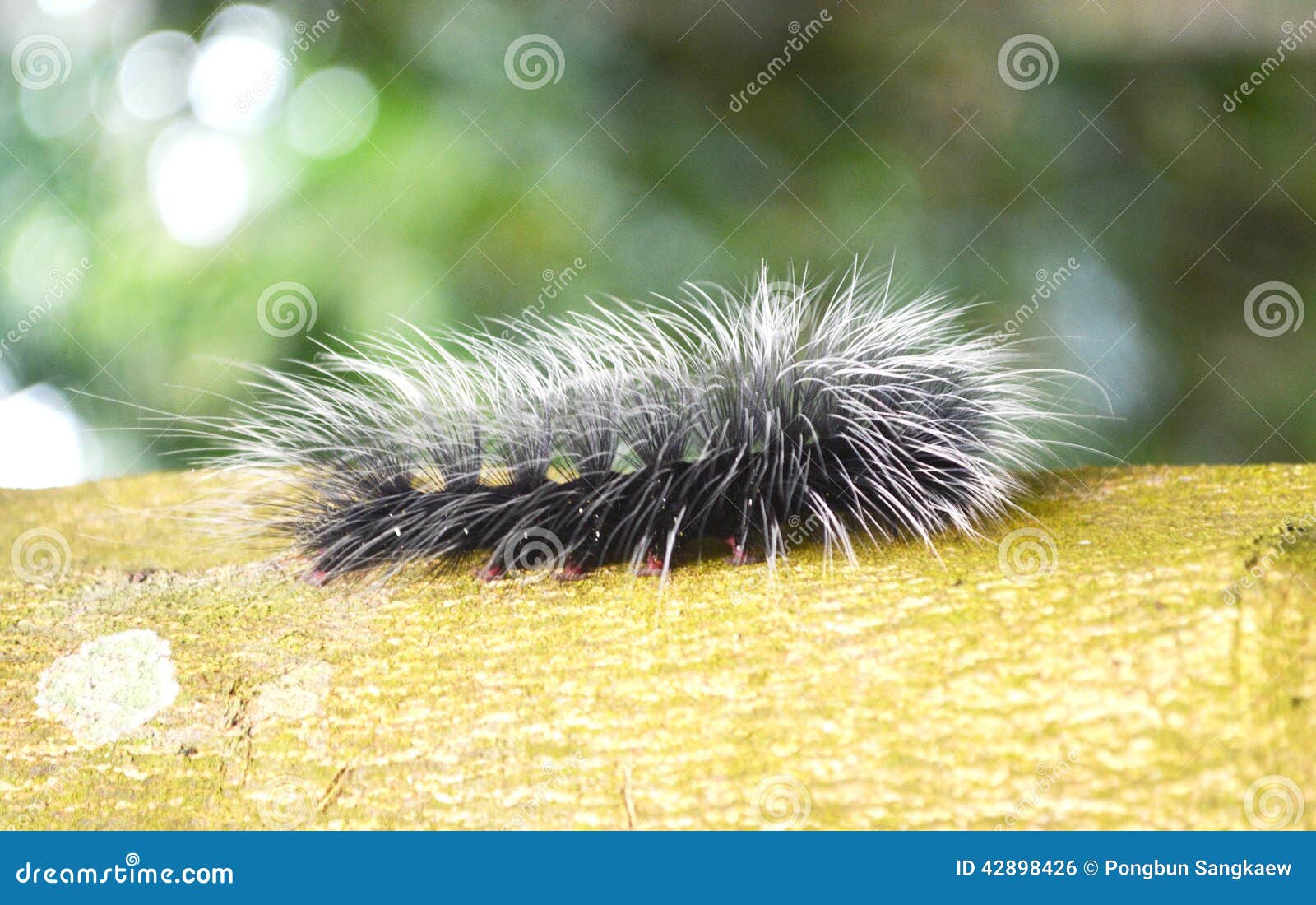 Zwarte Harige Worm Op De Boom Stock Foto - Image of dier, worm: 42898426