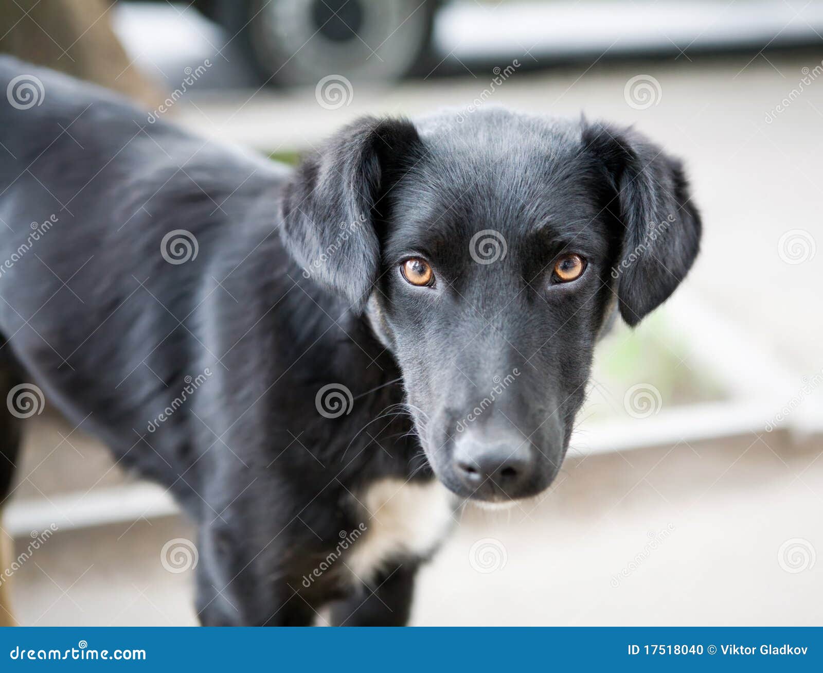 Zwarte hond stock foto. Image of zwart, hongerig, portret - 17518040