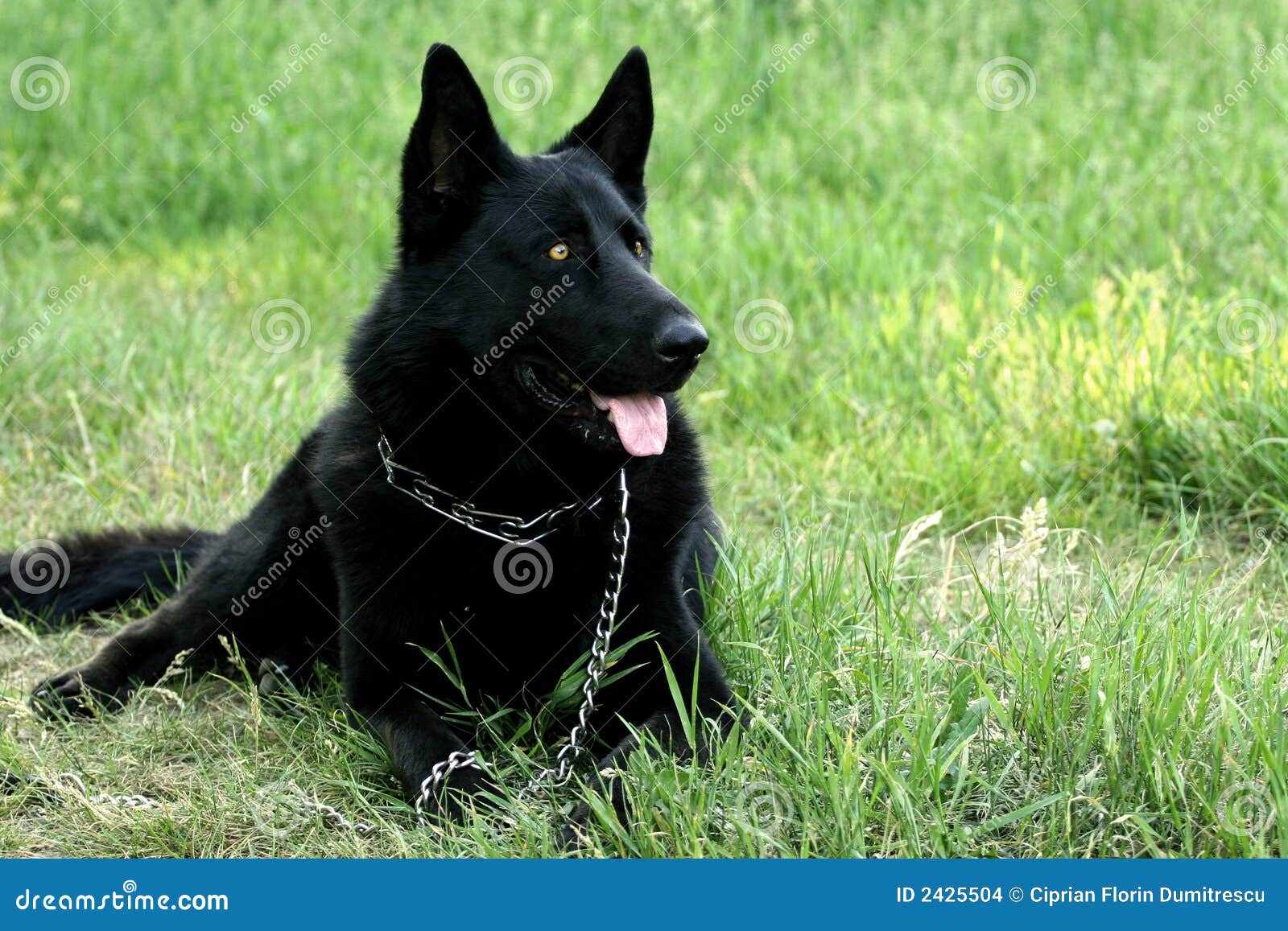 Zwarte hond stock foto. Image of canadees, dier, horloge - 2425504