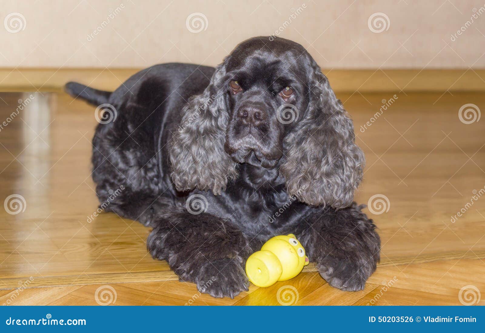 Zwarte hond stock foto. Image of speelgoed, sneeuw, groot - 50203526
