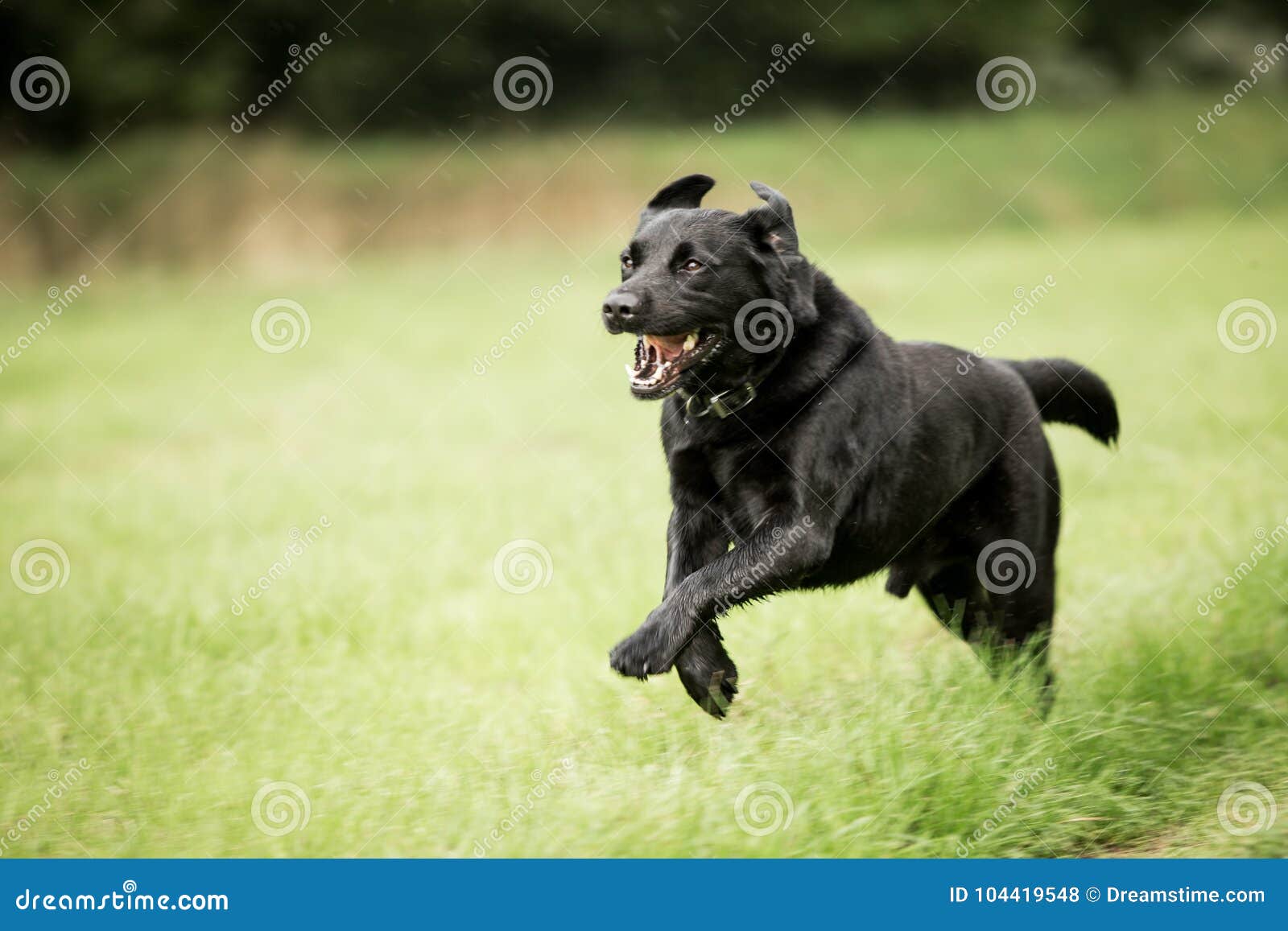 Zwarte Hond Die in Grasgebied Het Springen Lopen Stock Foto - Image of ...