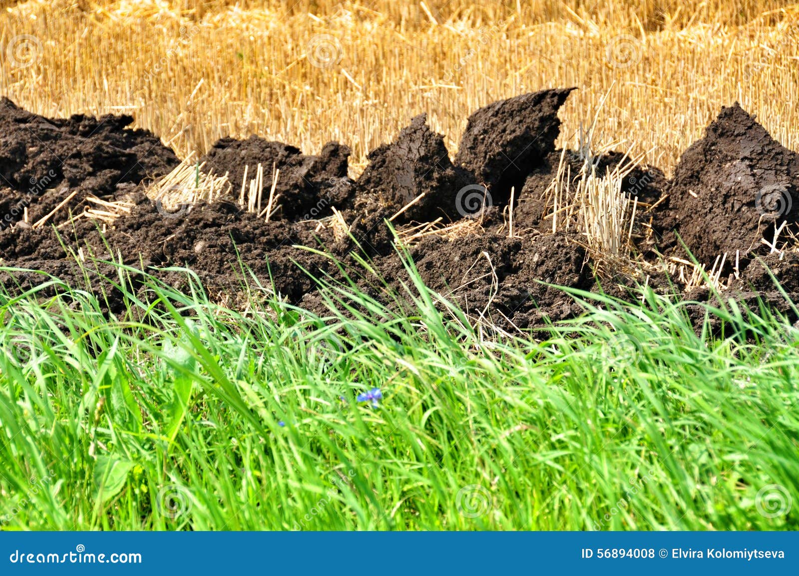 Zwarte humusrijke aarde stock foto. Image of droog, landbouwgrond ...