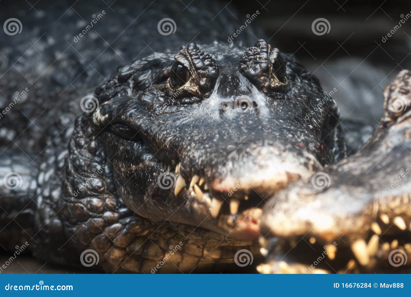 Zwarte kaaiman stock foto. Image of krokodil, dier, mond - 16676284