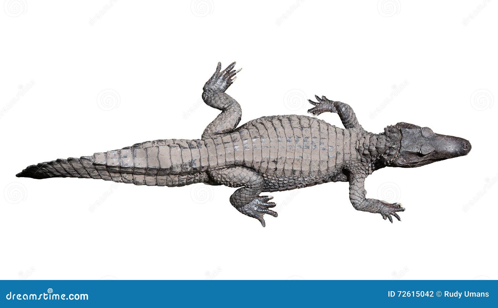 Zwarte kaaiman stock foto. Image of reptiel, gevaar, jager - 72615042