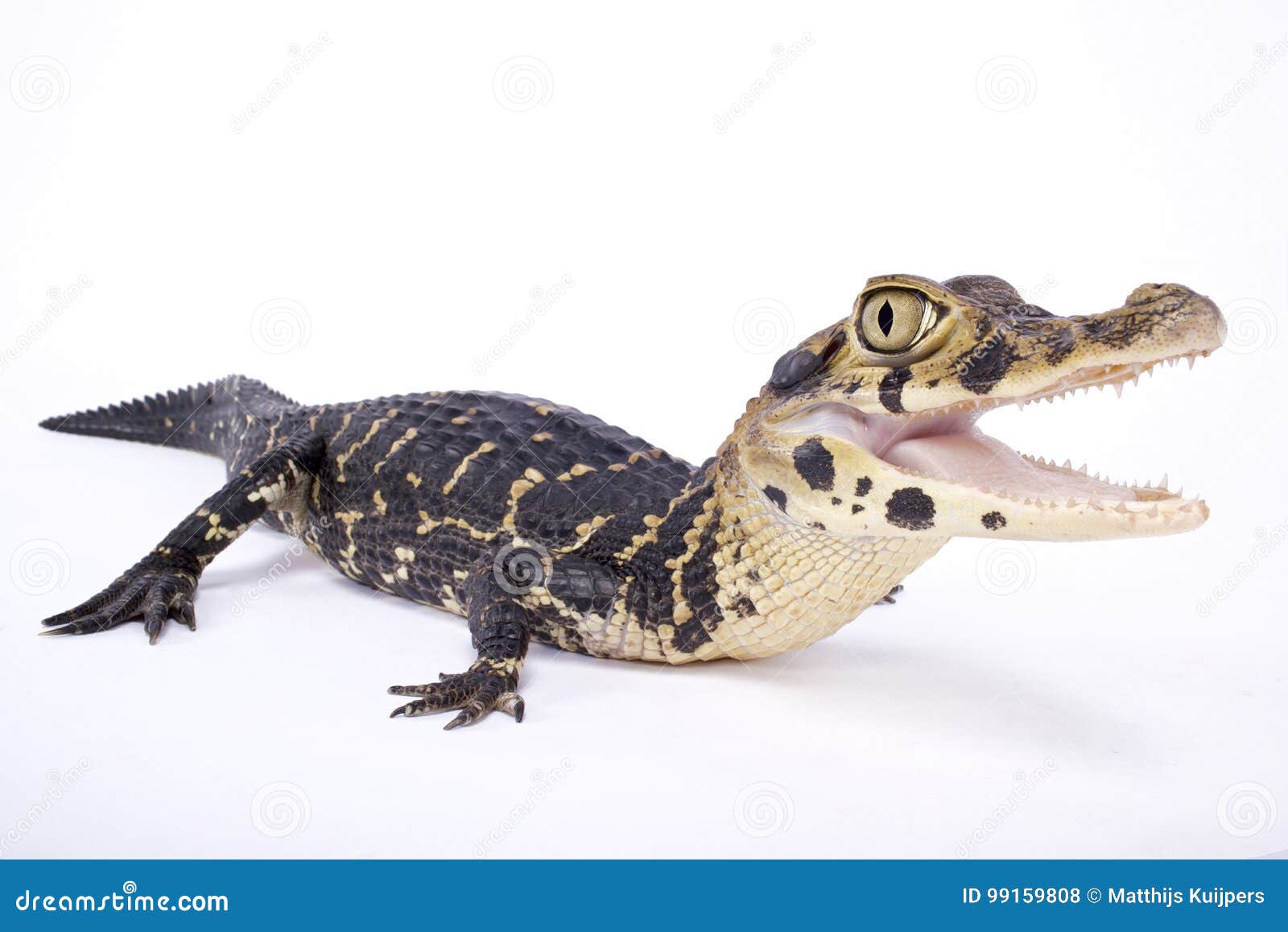 Zwarte Kaaiman, Melanosuchus Niger Stock Foto - Image of mond, reuzen ...