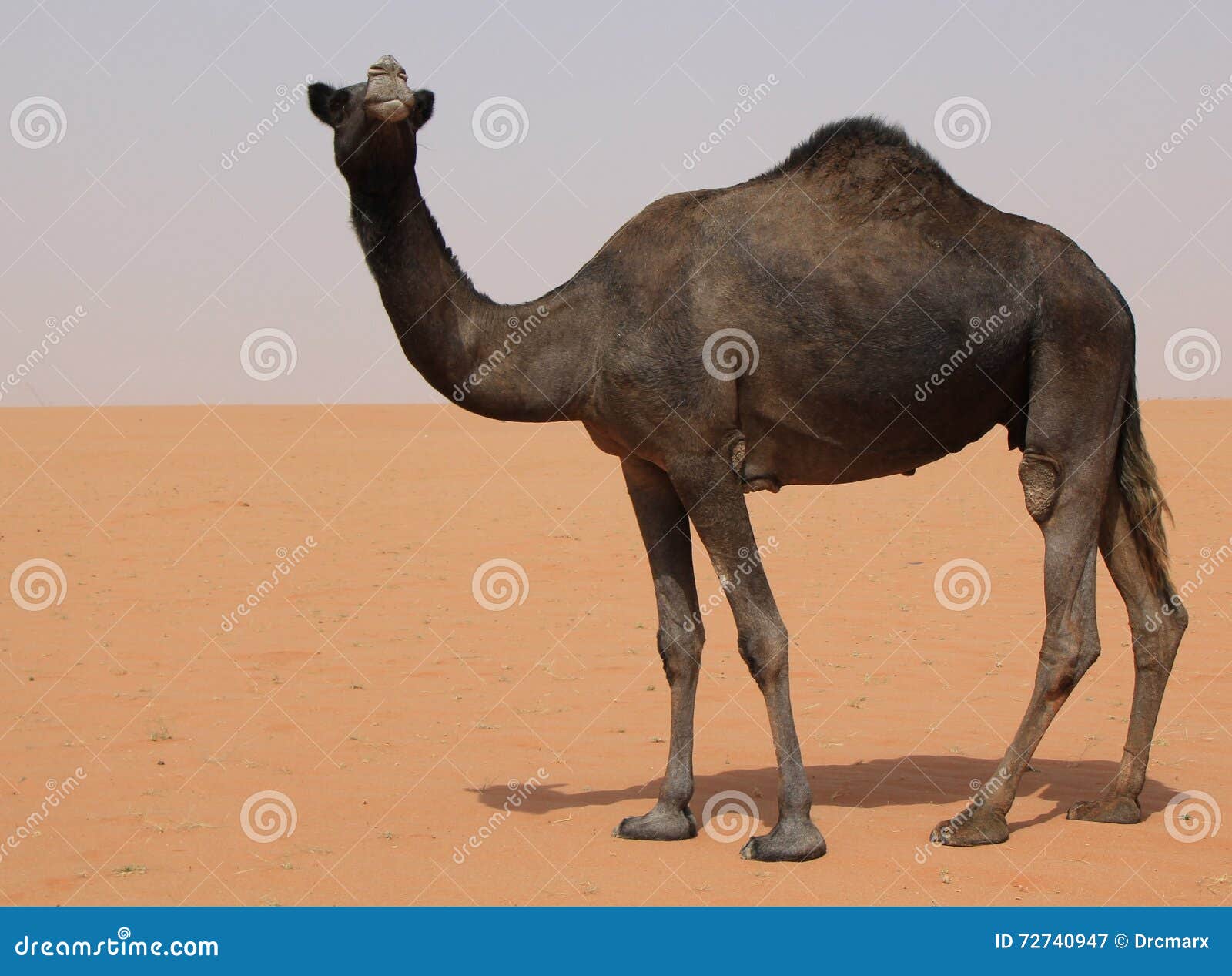 Zwarte Kameel stock afbeelding. Image of karakter, hoofd - 72740947