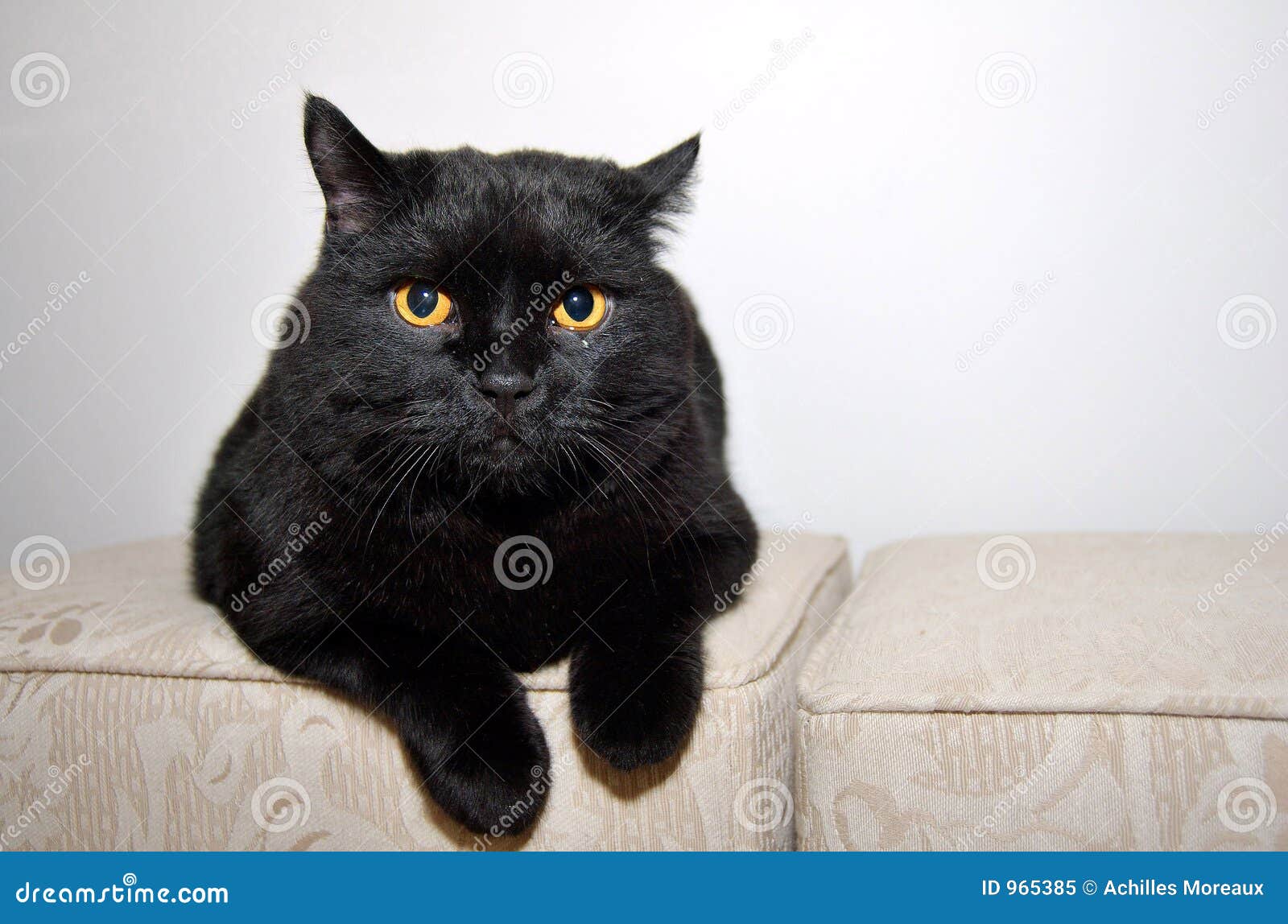 Zwarte kat stock afbeelding. Image of leuk, grappig, klauw - 965385