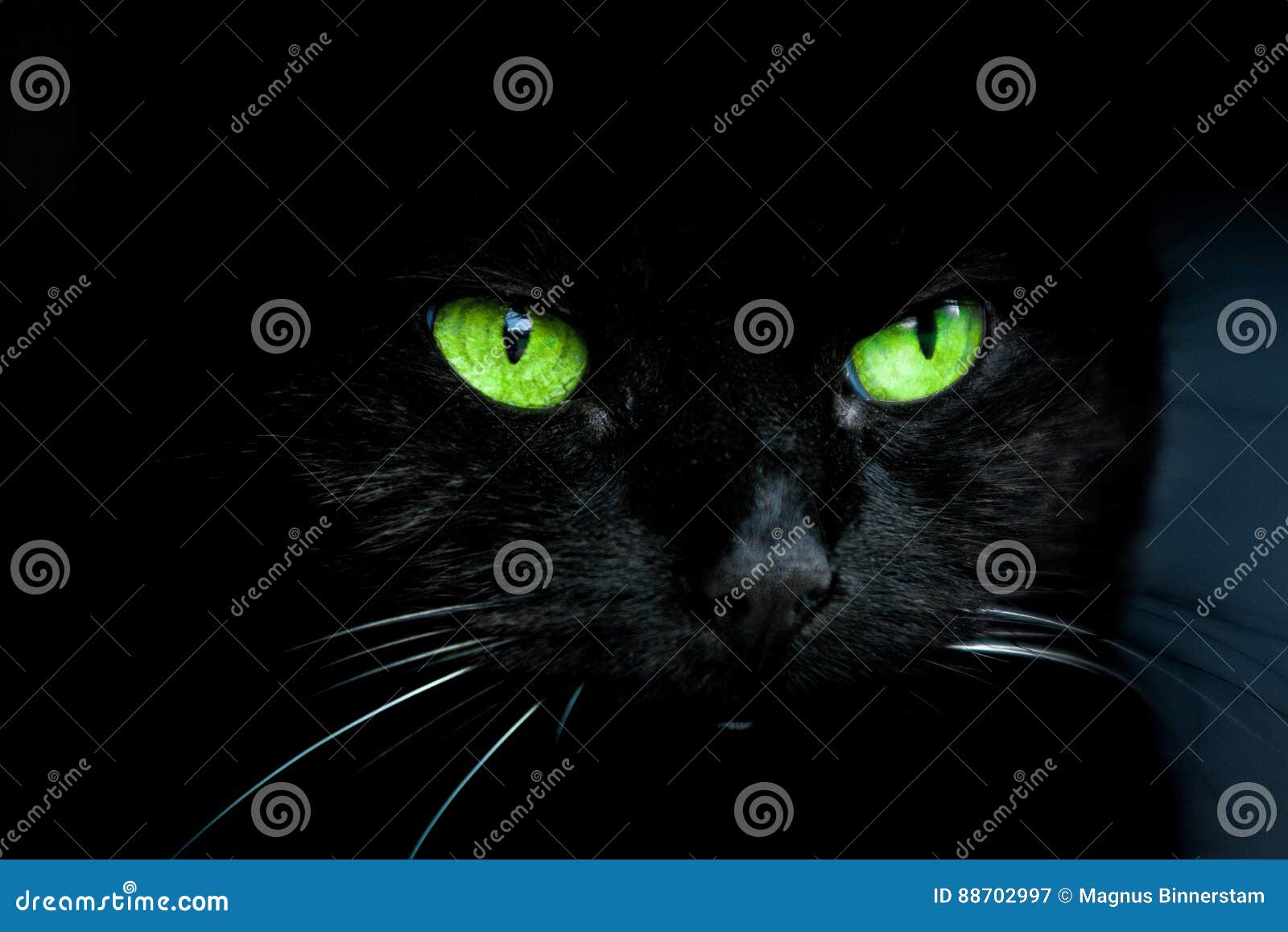 Zwarte kat met groene ogen stock afbeelding. Image of ogen - 88702997
